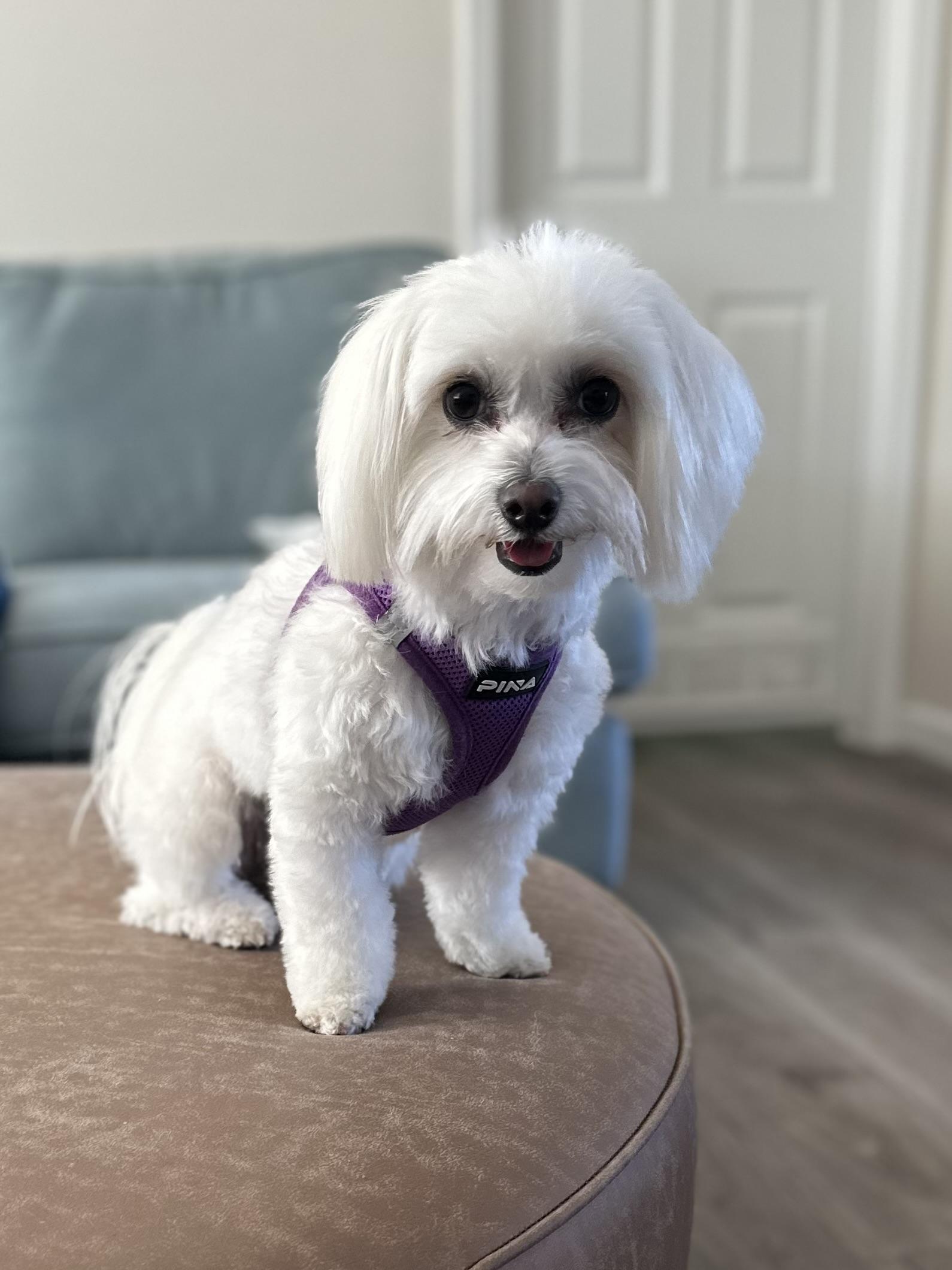 Seven Seas Cotons in North Carolina | Coton de Tulear puppies | Good Dog