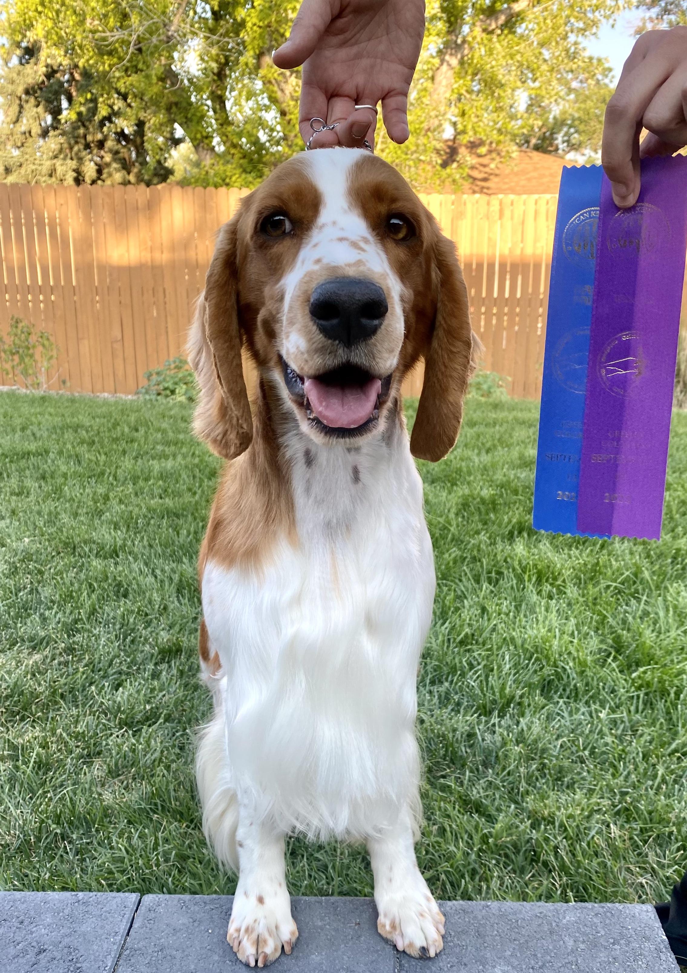 Coppercrest Welsh Springer Spaniels in Colorado | Welsh Springer ...