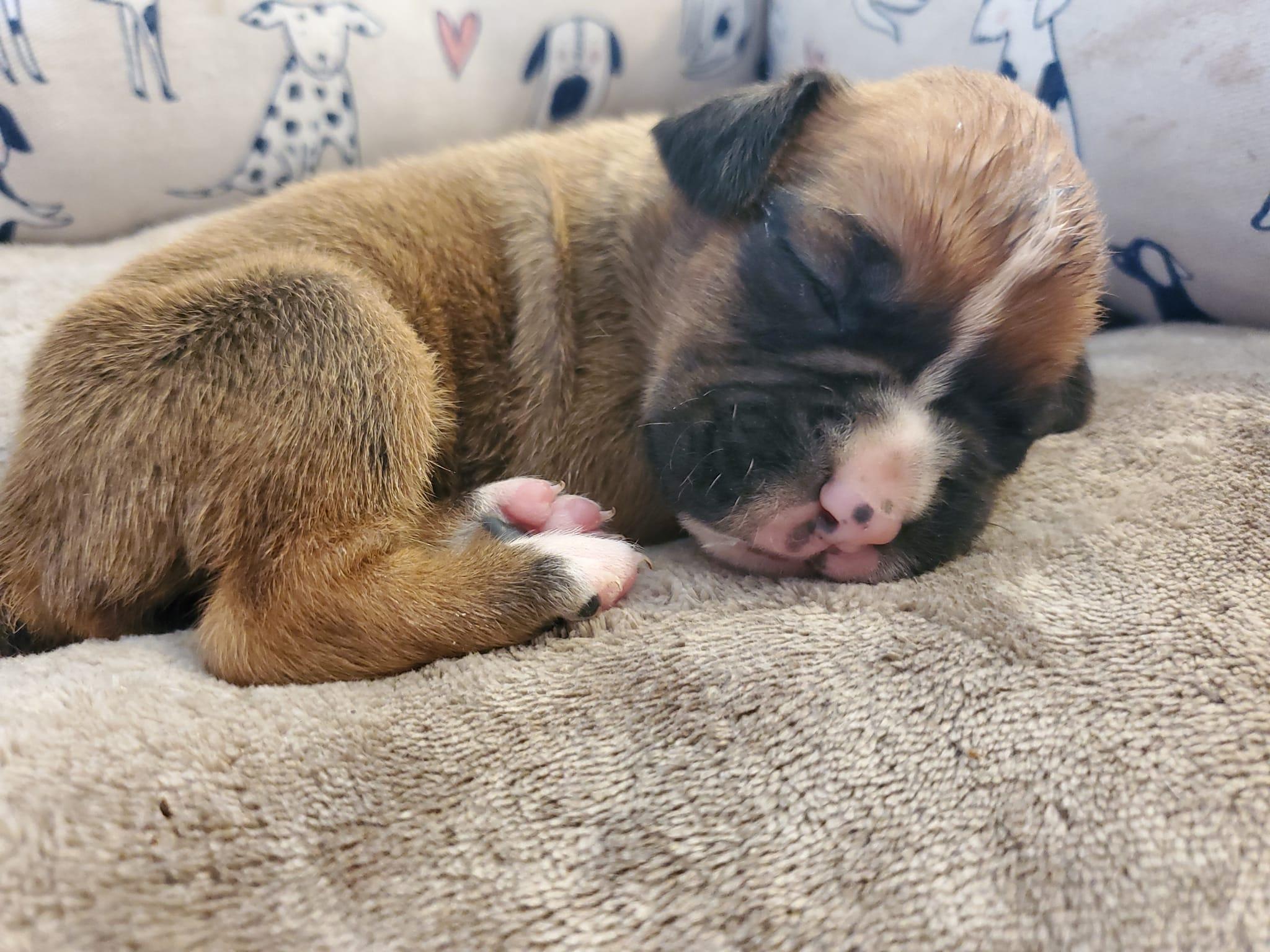 Crystal's Puppies in Missouri | Boston Terrier and Boxer puppies | Good Dog