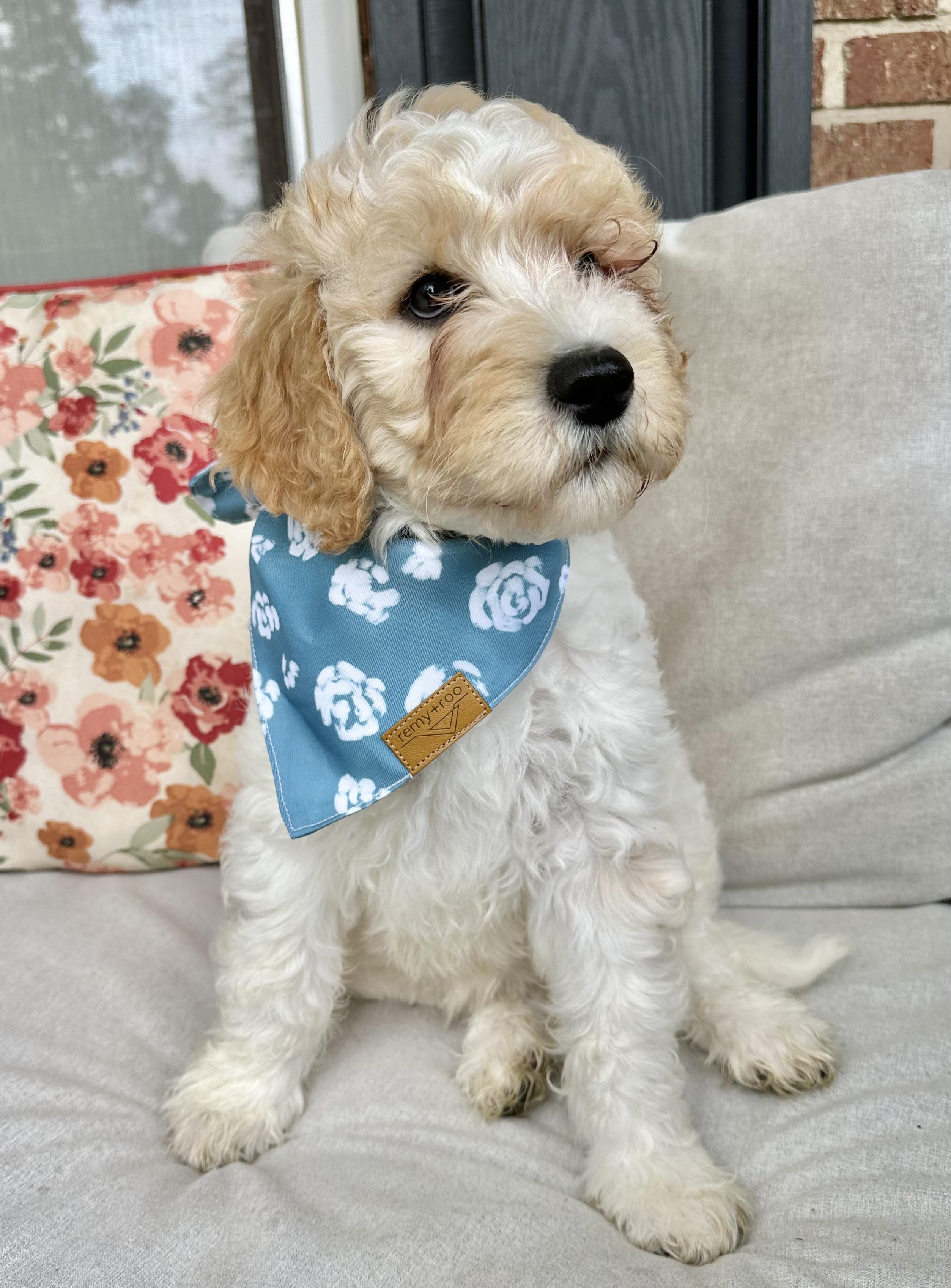 Doggone Dixie Doodles in North Carolina | Goldendoodle puppies | Good Dog