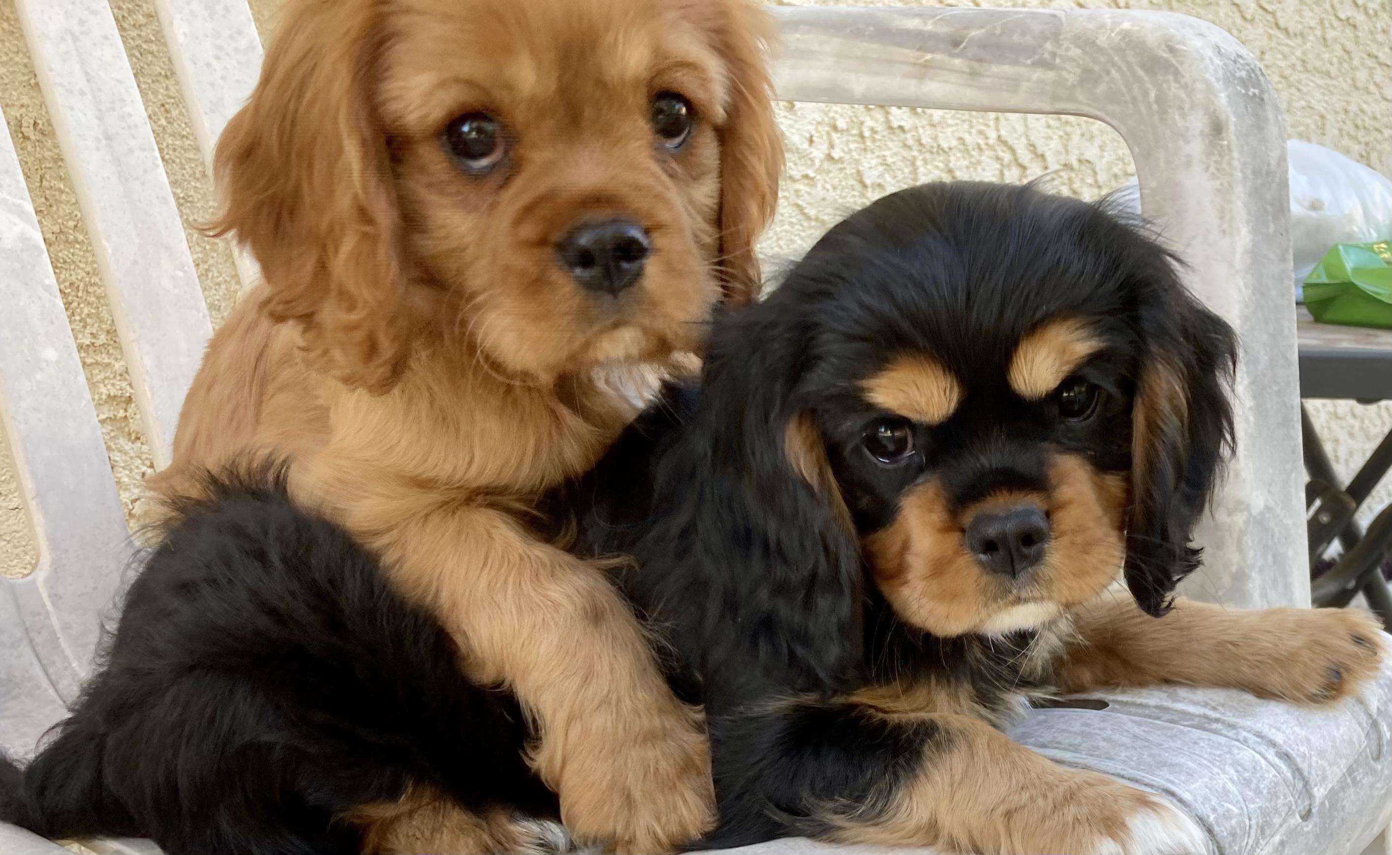Central Coast Standard Poodles & Cavaliers in California | Cavalier King Charles Spaniel and ...