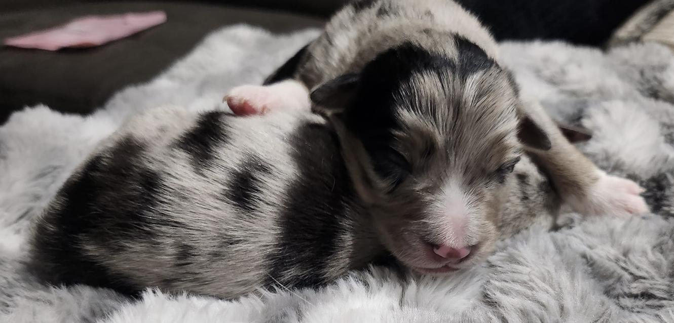 BennettValleyAussies in California | Miniature American Shepherd ...