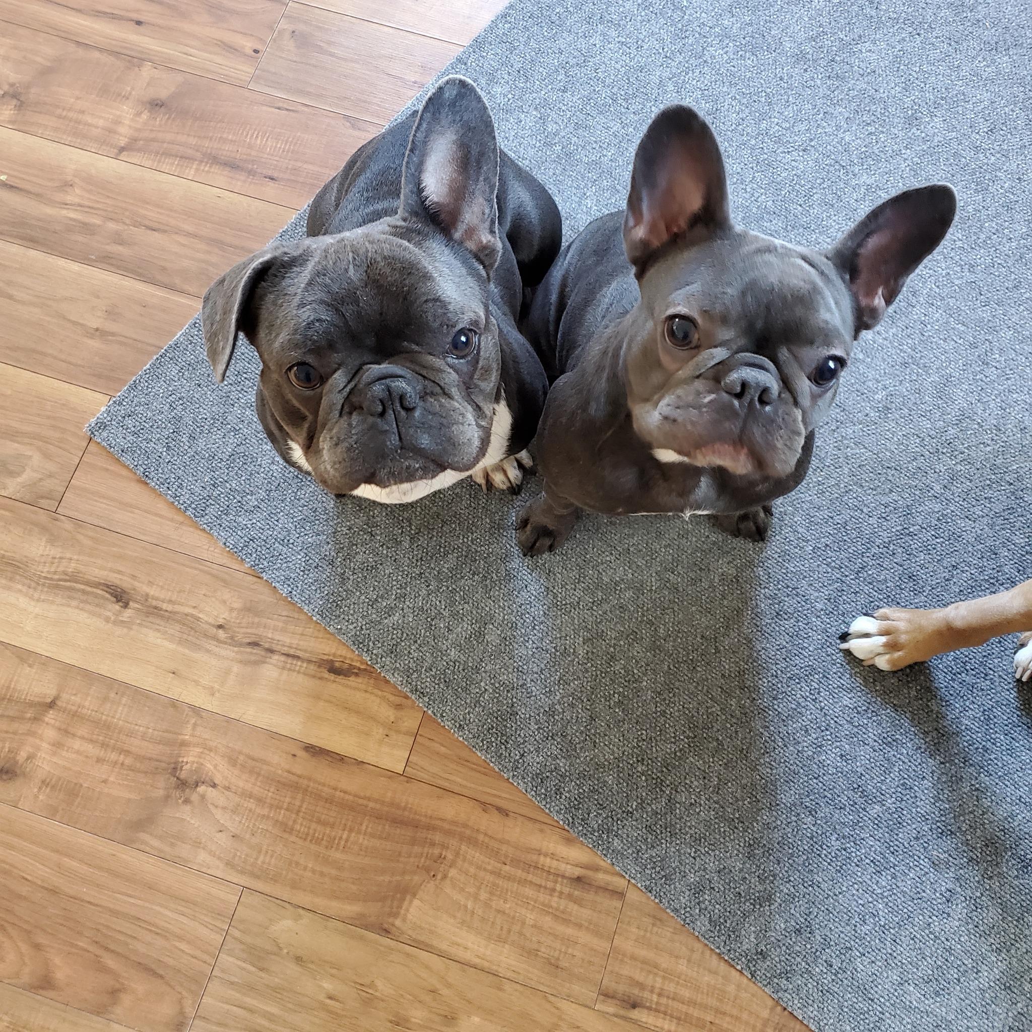 Faucheux's Finest Frenchie's in Florida | French Bulldog puppies | Good Dog