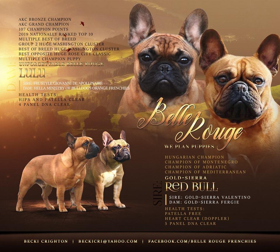 Frenchies & Labs in Washington | French Bulldog and Labrador Retriever ...