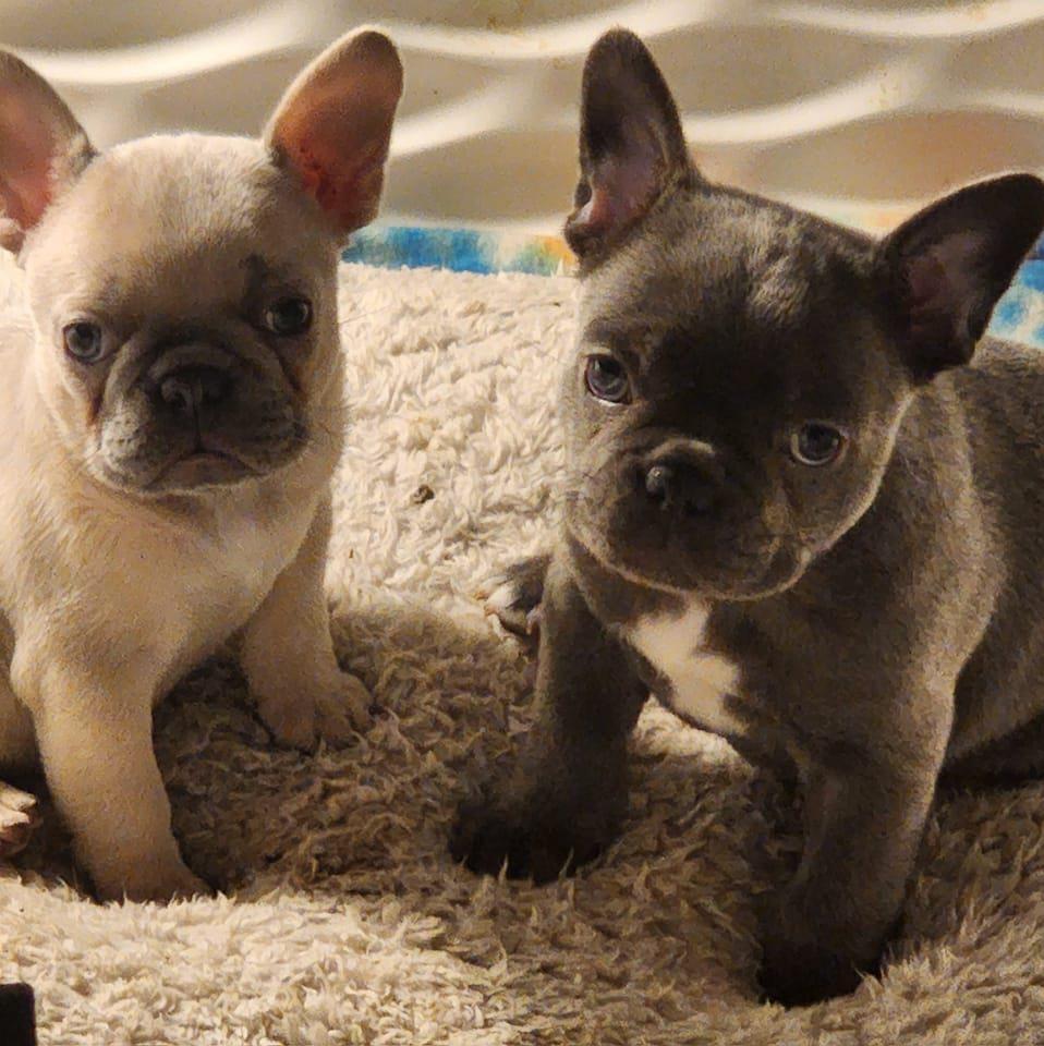 M & M Frenchie Farm in West Virginia | French Bulldog puppies | Good Dog