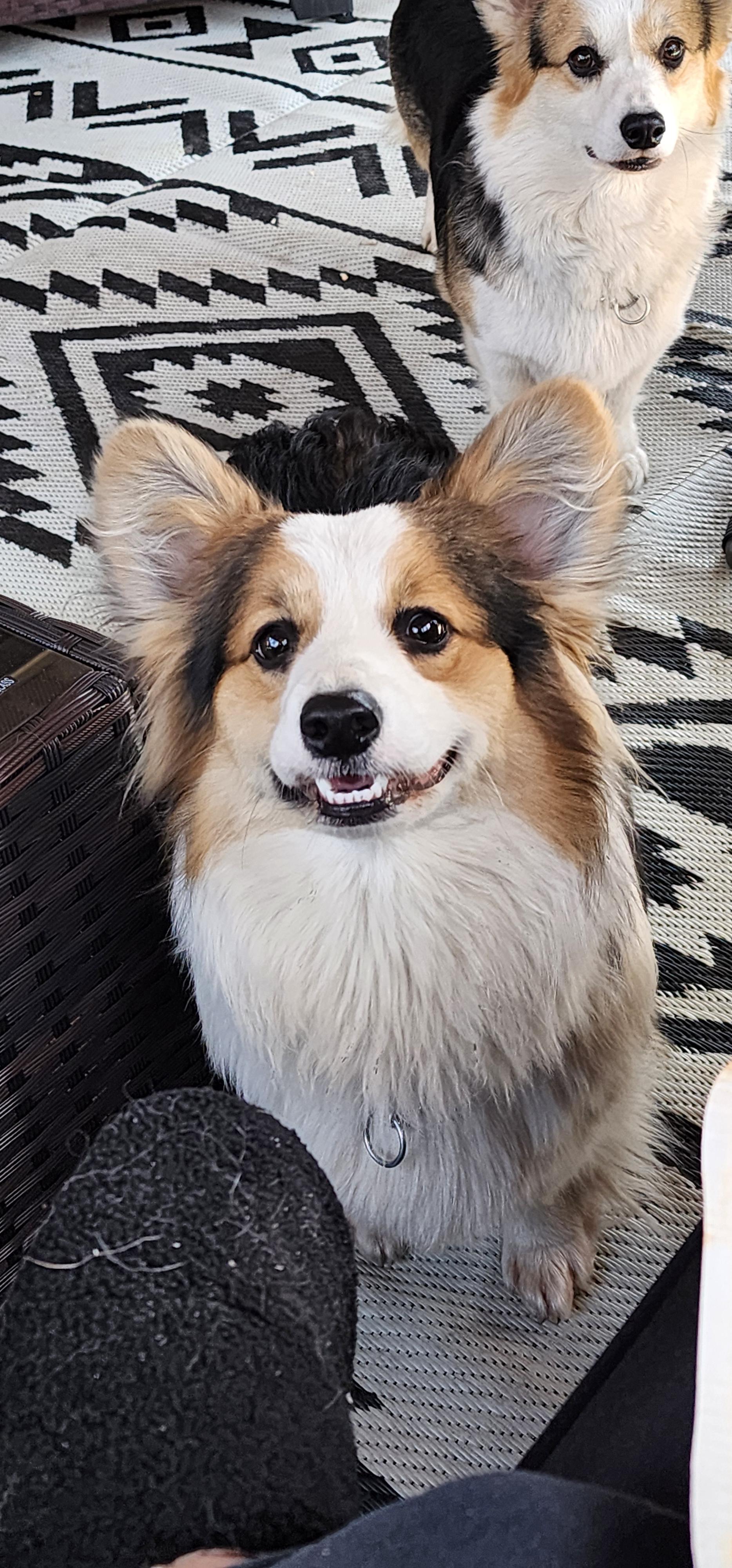 Dellinger's Corgi's in Michigan | Pembroke Welsh Corgi puppies | Good Dog