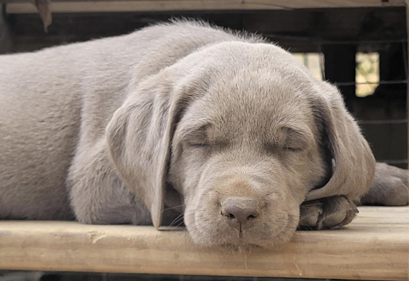 Furness Branch Labs in Tennessee | Labrador Retriever and Dilute ...