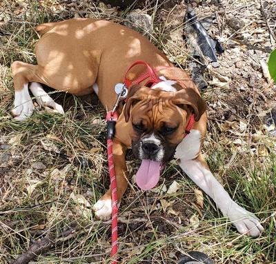 San Diego Boxers in California | Boxer puppies | Good Dog