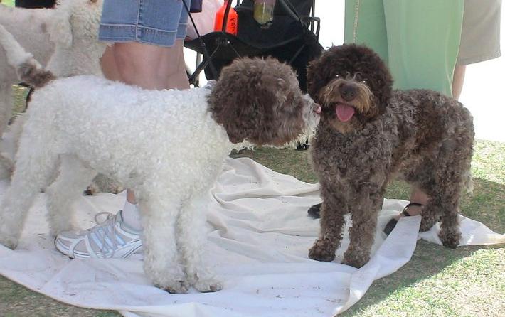 Lagotto in Southern California in California | Lagotto Romagnolo ...