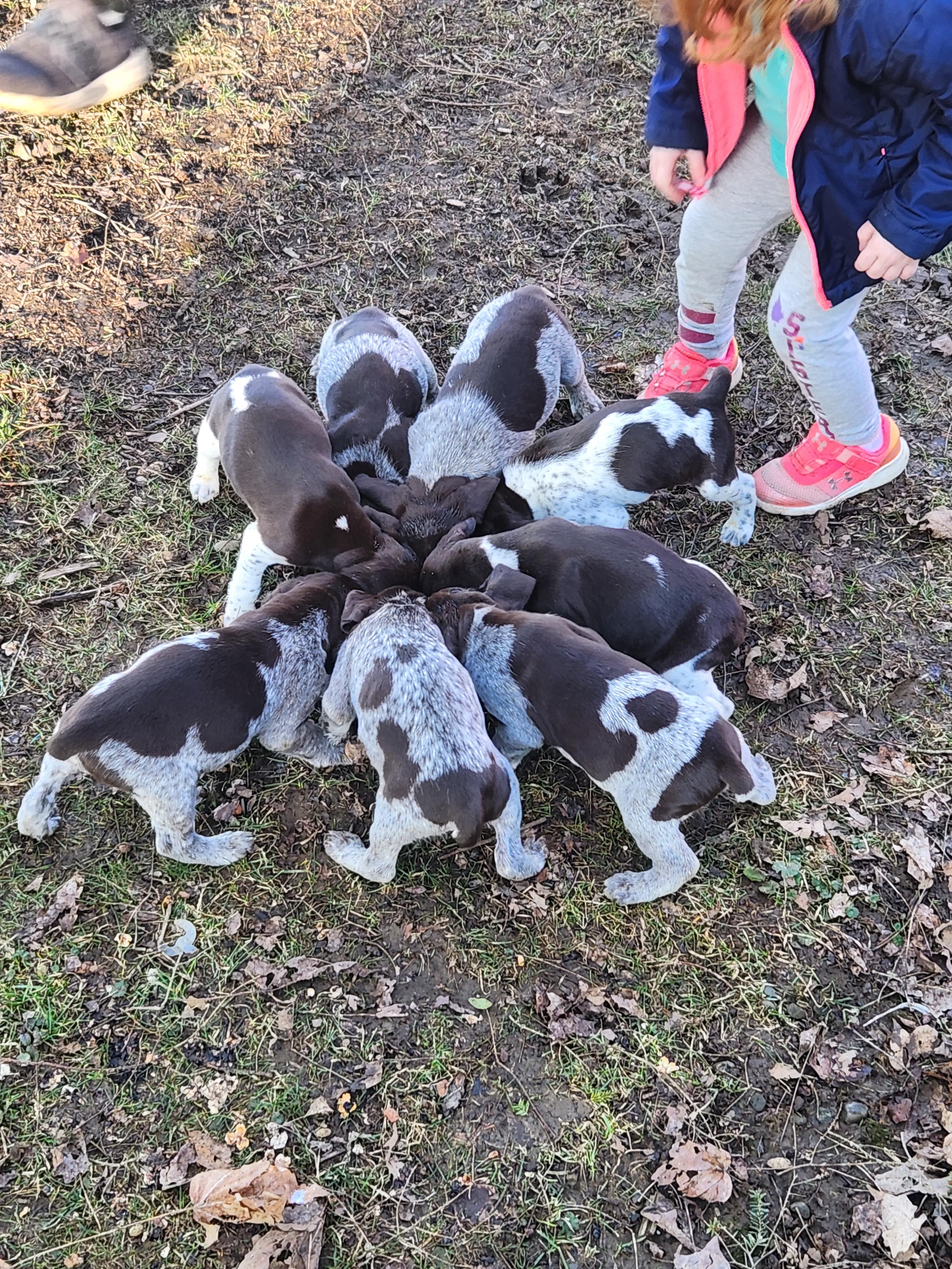 Hummer Farm GSPs in Pennsylvania | German Shorthaired Pointer puppies ...