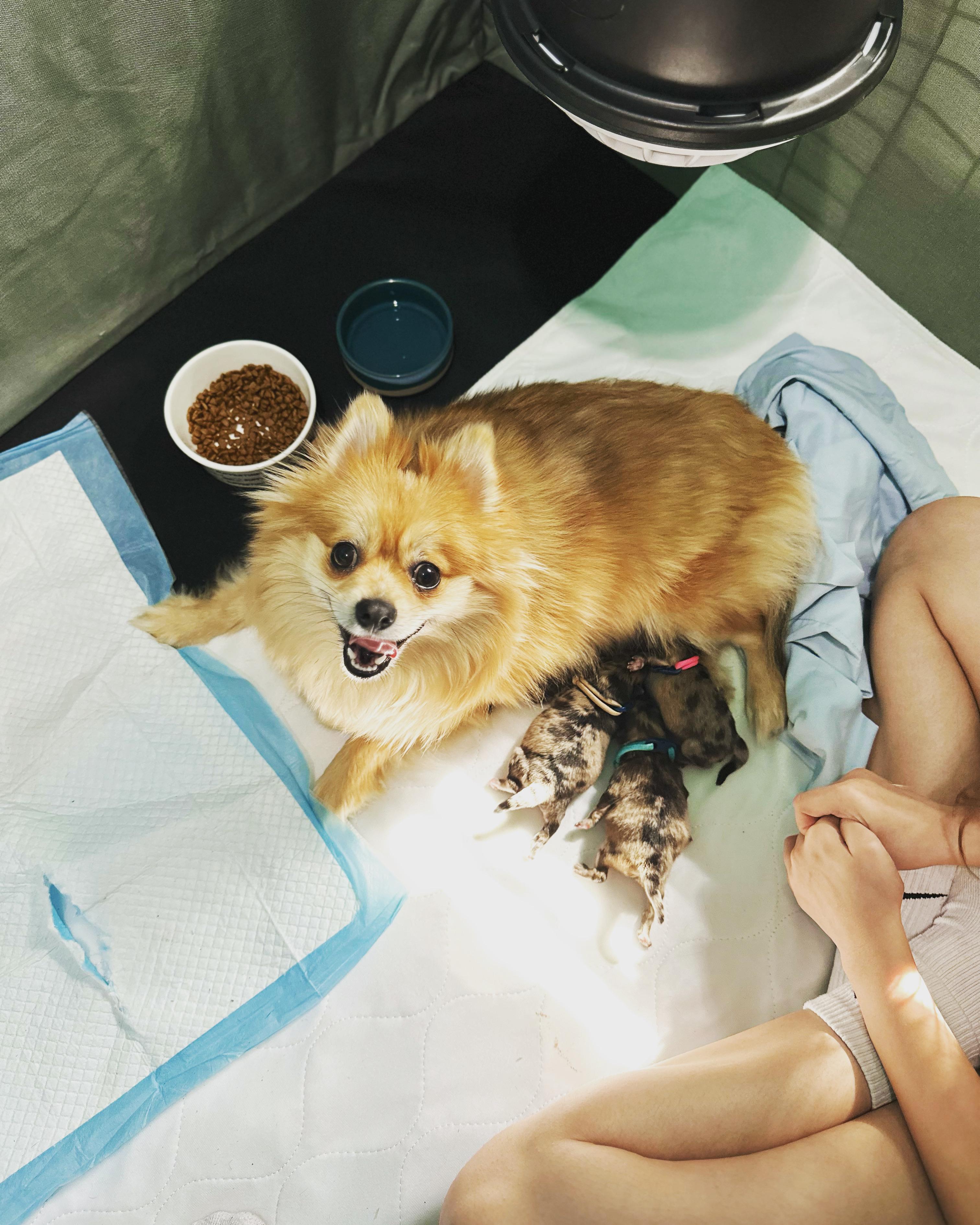Regal Poms in Texas | Pomeranian puppies | Good Dog