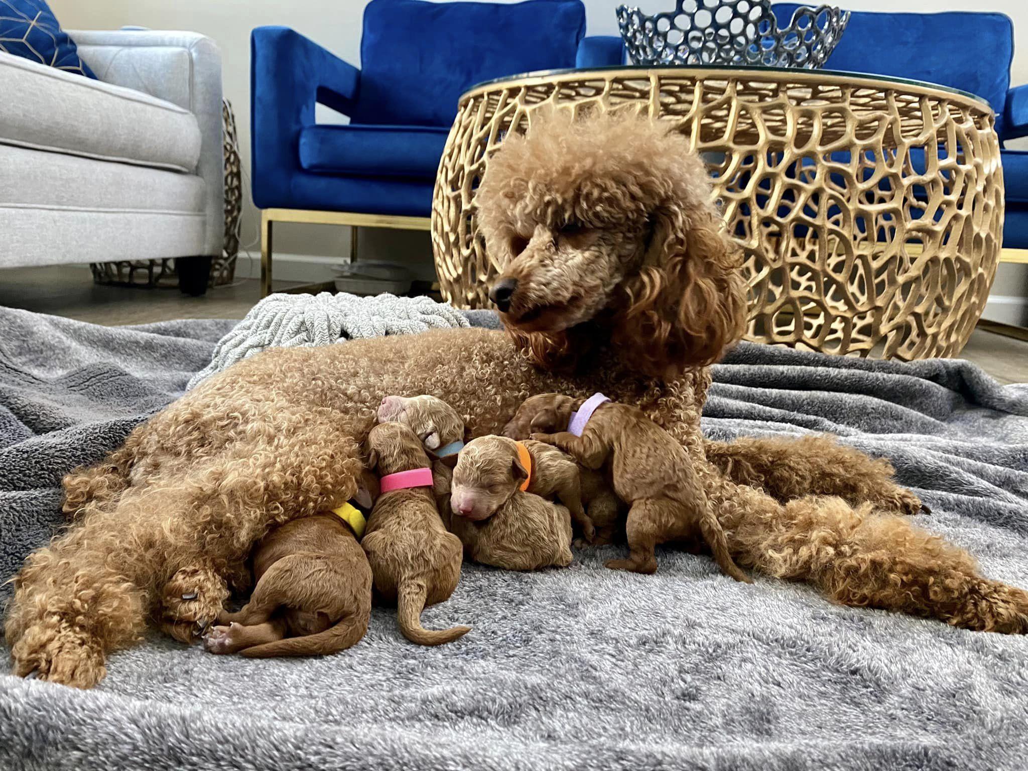 Red Pups & Paw in California | Poodle puppies | Good Dog