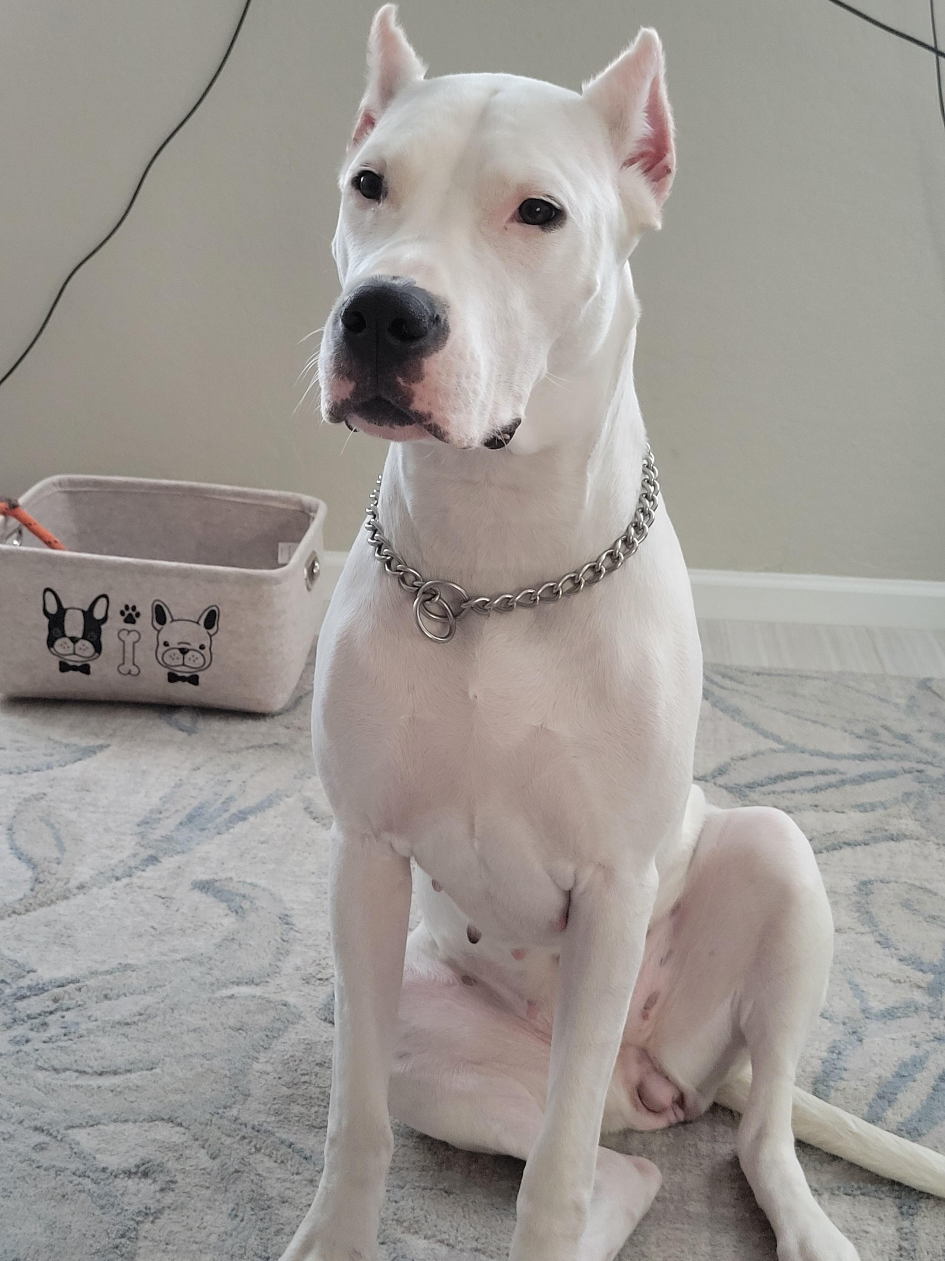 Fates Legacy Kennels in Arizona | Dogo Argentino puppies | Good Dog