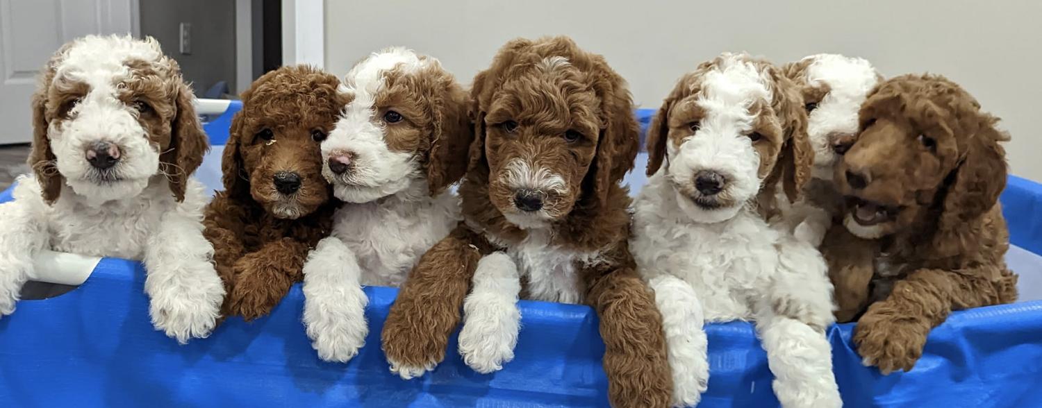 Singer Standards in North Carolina | Poodle puppies | Good Dog