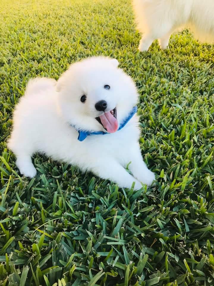 Konalae Japanese Spitz Jr. in Maryland | Japanese Spitz puppies | Good Dog