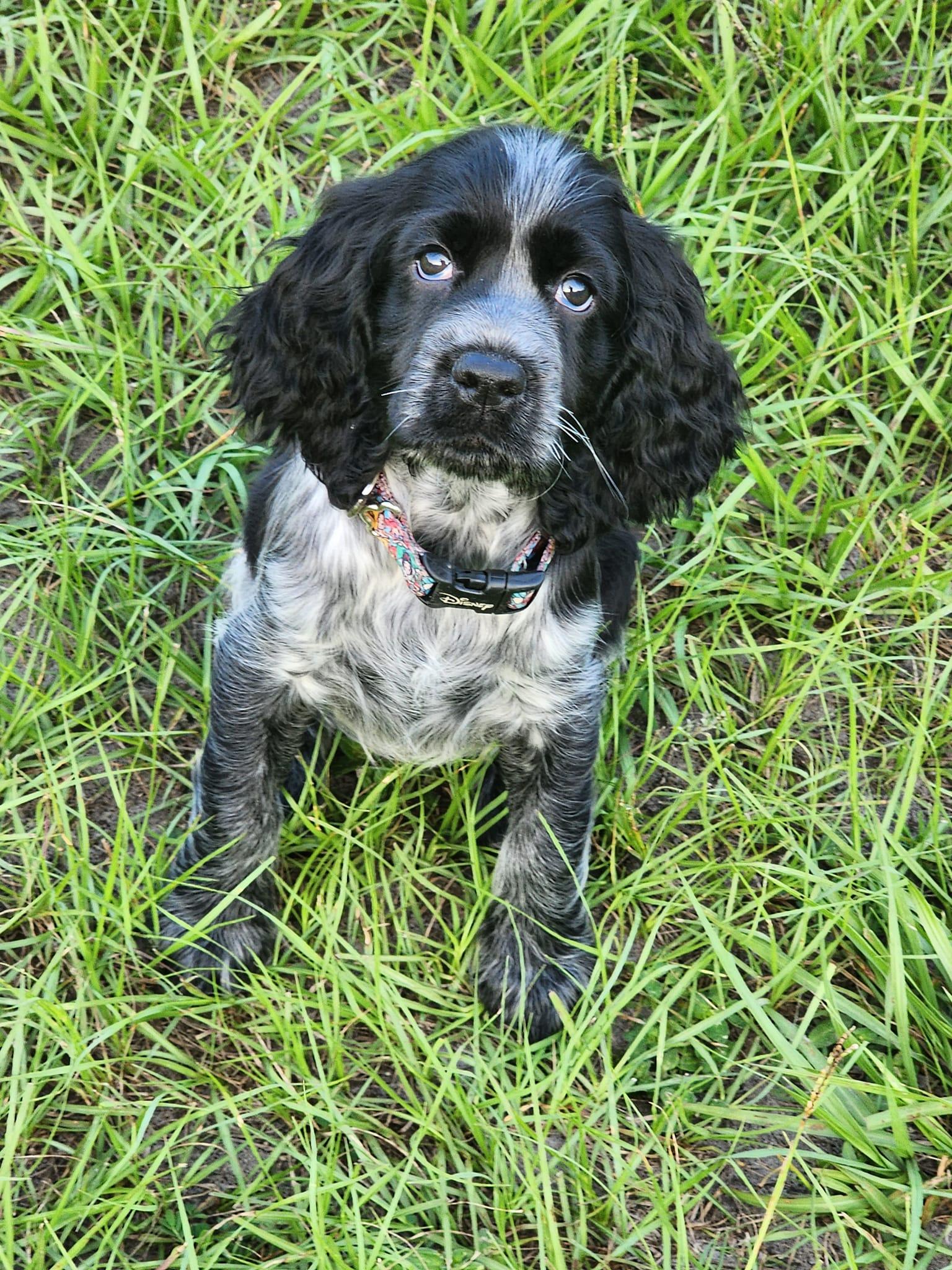 Thunderbird Springers in Florida | English Springer Spaniel puppies ...