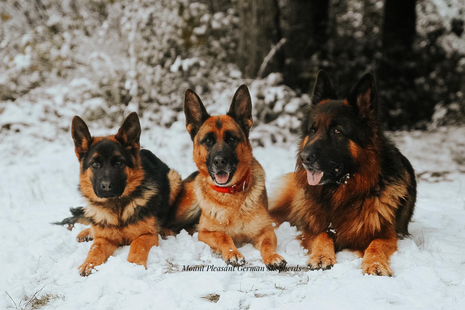 Mount Pleasant German Shepherds in Washington | German Shepherd puppies ...