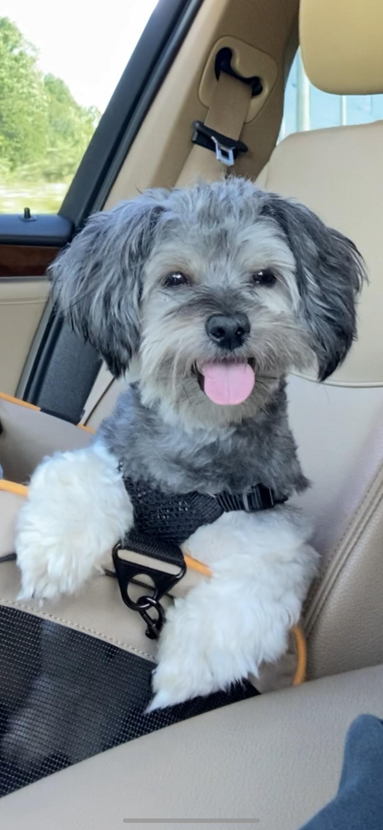 Evelyn Renee House of Aces in Washington, D.C. | Shorkie puppies | Good Dog