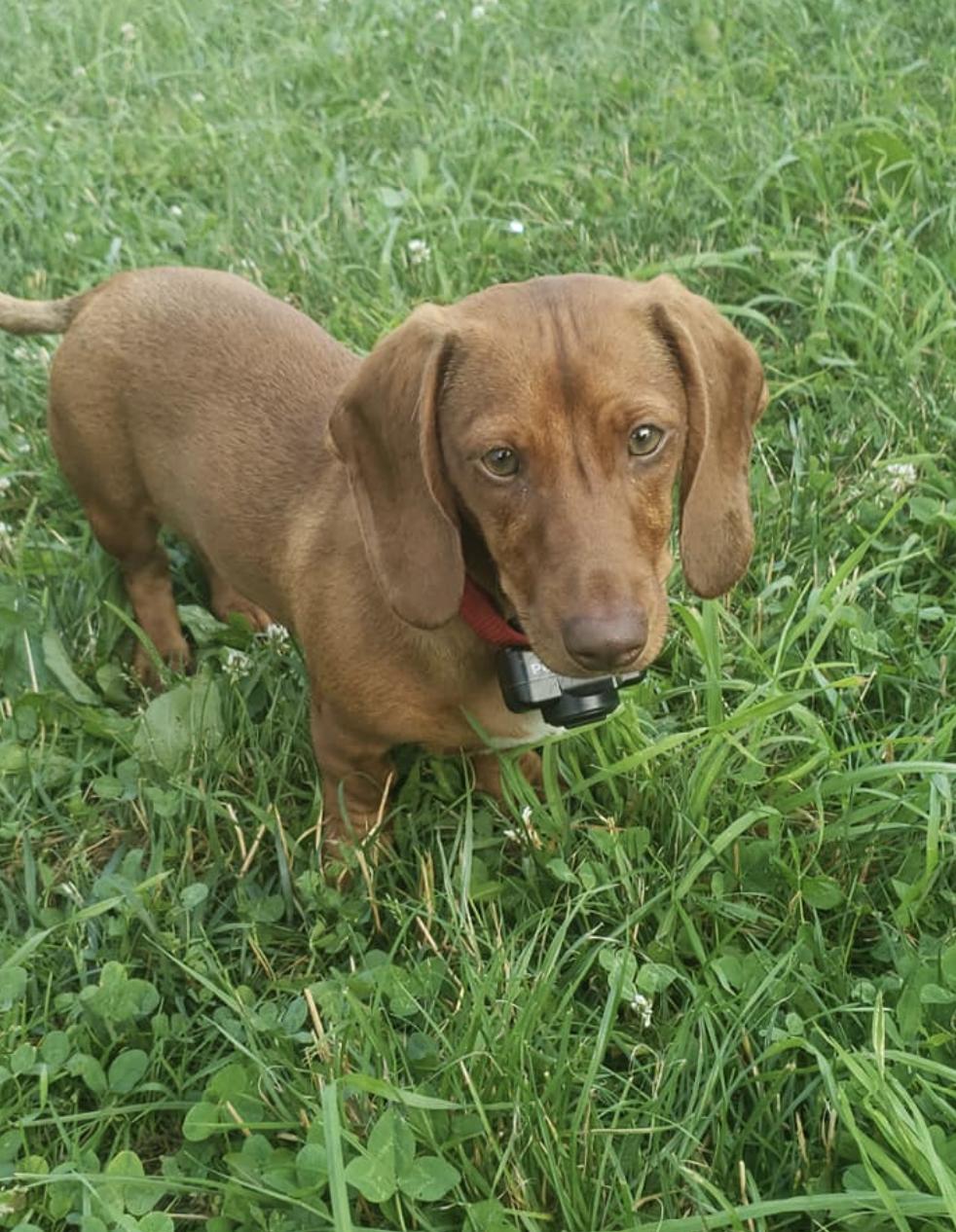 Wild and Wonderful Wieners in West Virginia | Dachshund puppies | Good Dog