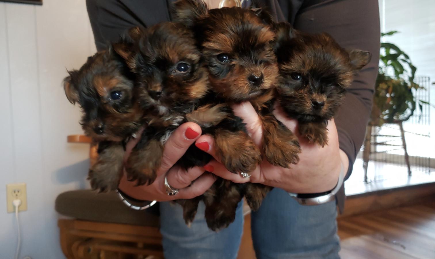 Deb's Yorkies in Oklahoma | Yorkshire Terrier puppies | Good Dog