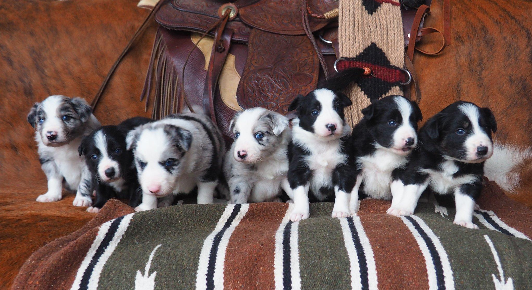 Alaska Border Collies in Alaska | Border Collie puppies | Good Dog