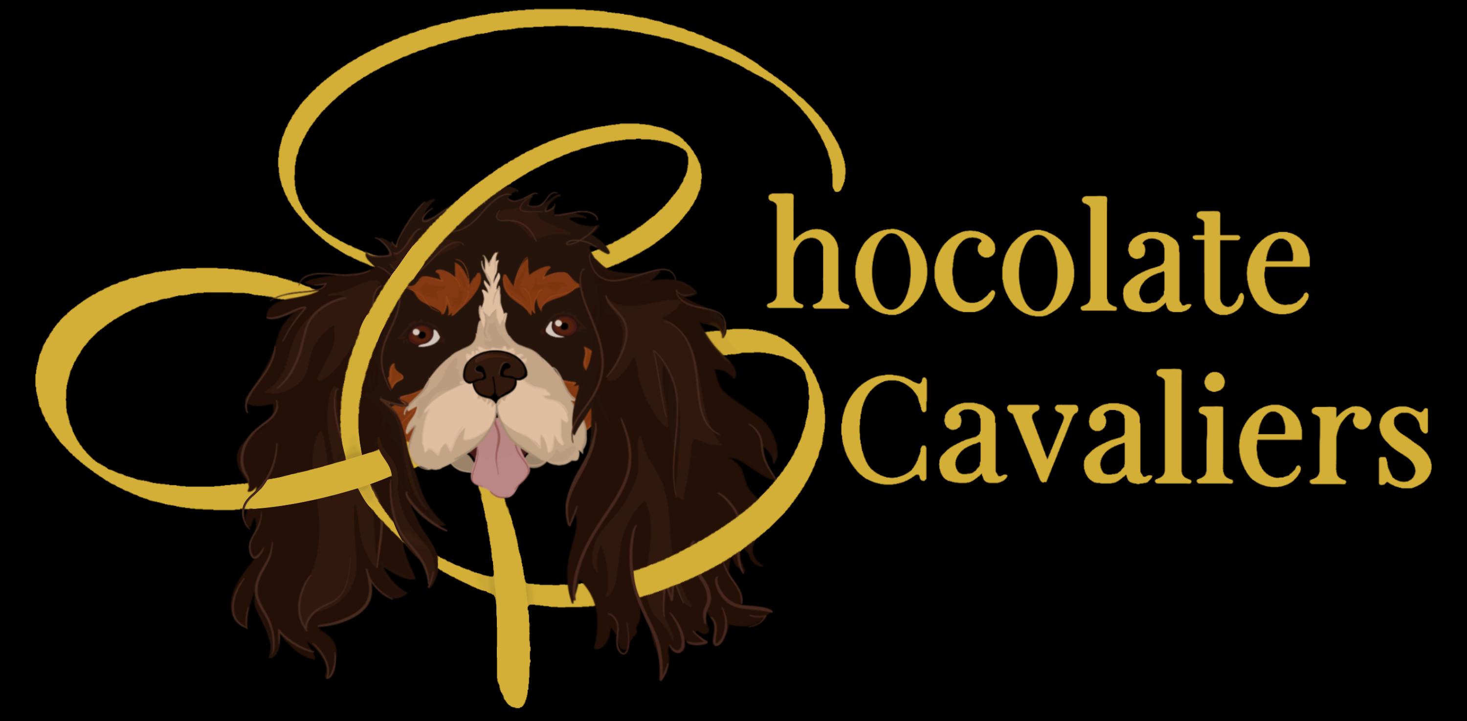 Chocolate Cavalier in Ohio | Cavalier King Charles Spaniel puppies ...