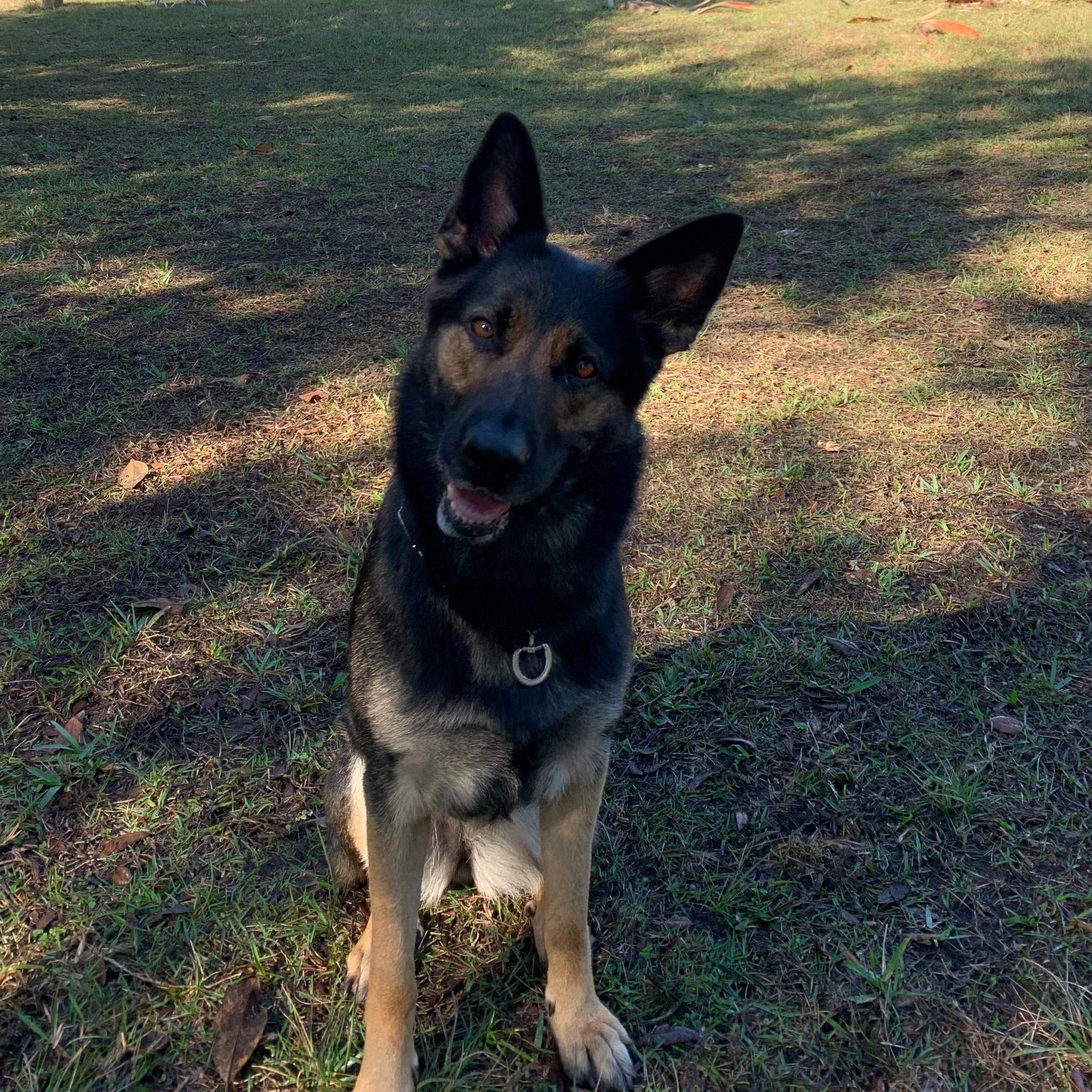 Forest Shepherd in Florida | German Shepherd puppies | Good Dog