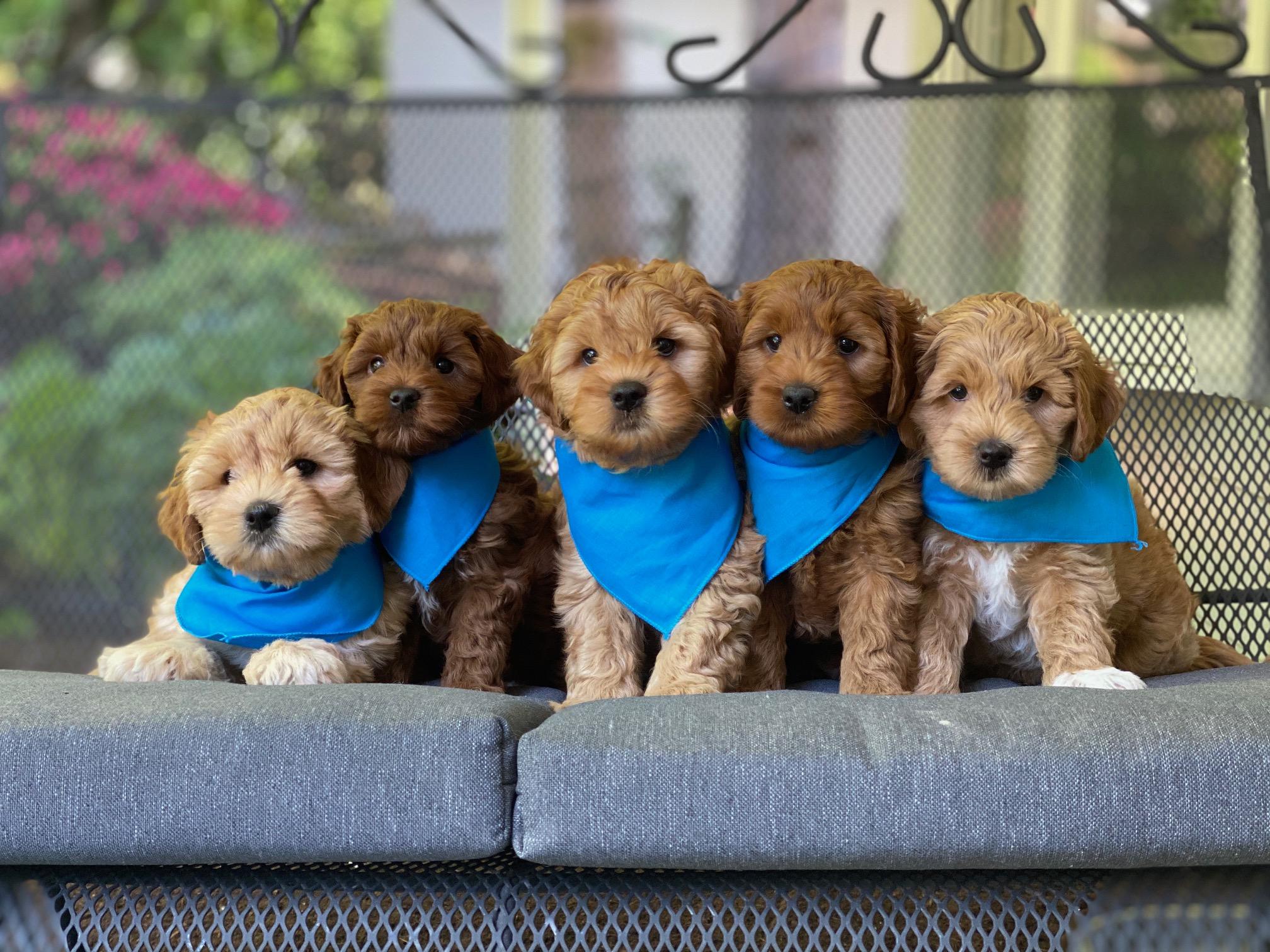 Mountain Park Australian Labradoodles in Oregon | Australian ...