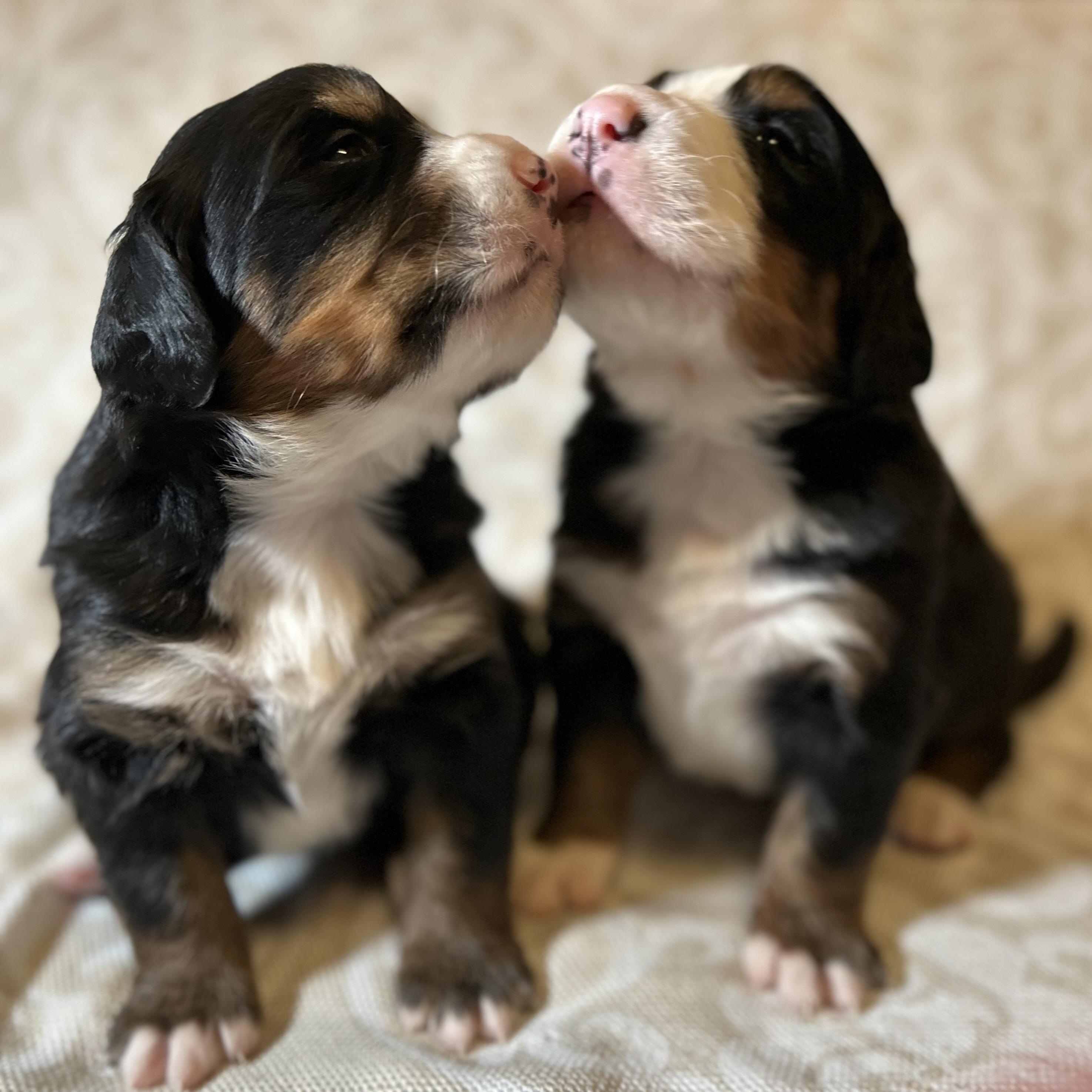 Baby Berners in Ohio | Bernese Mountain Dog puppies | Good Dog