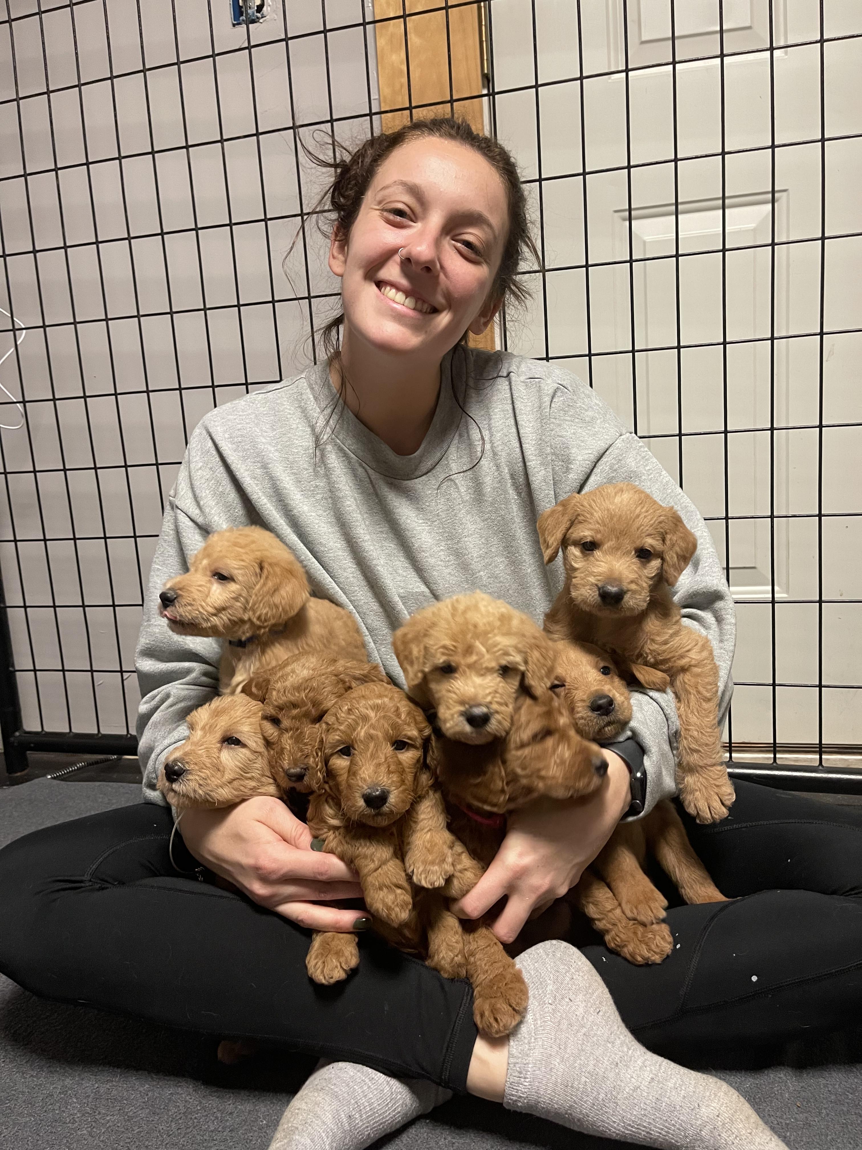 Black Oak Forrest Doodles in Pennsylvania | Labradoodle puppies | Good Dog