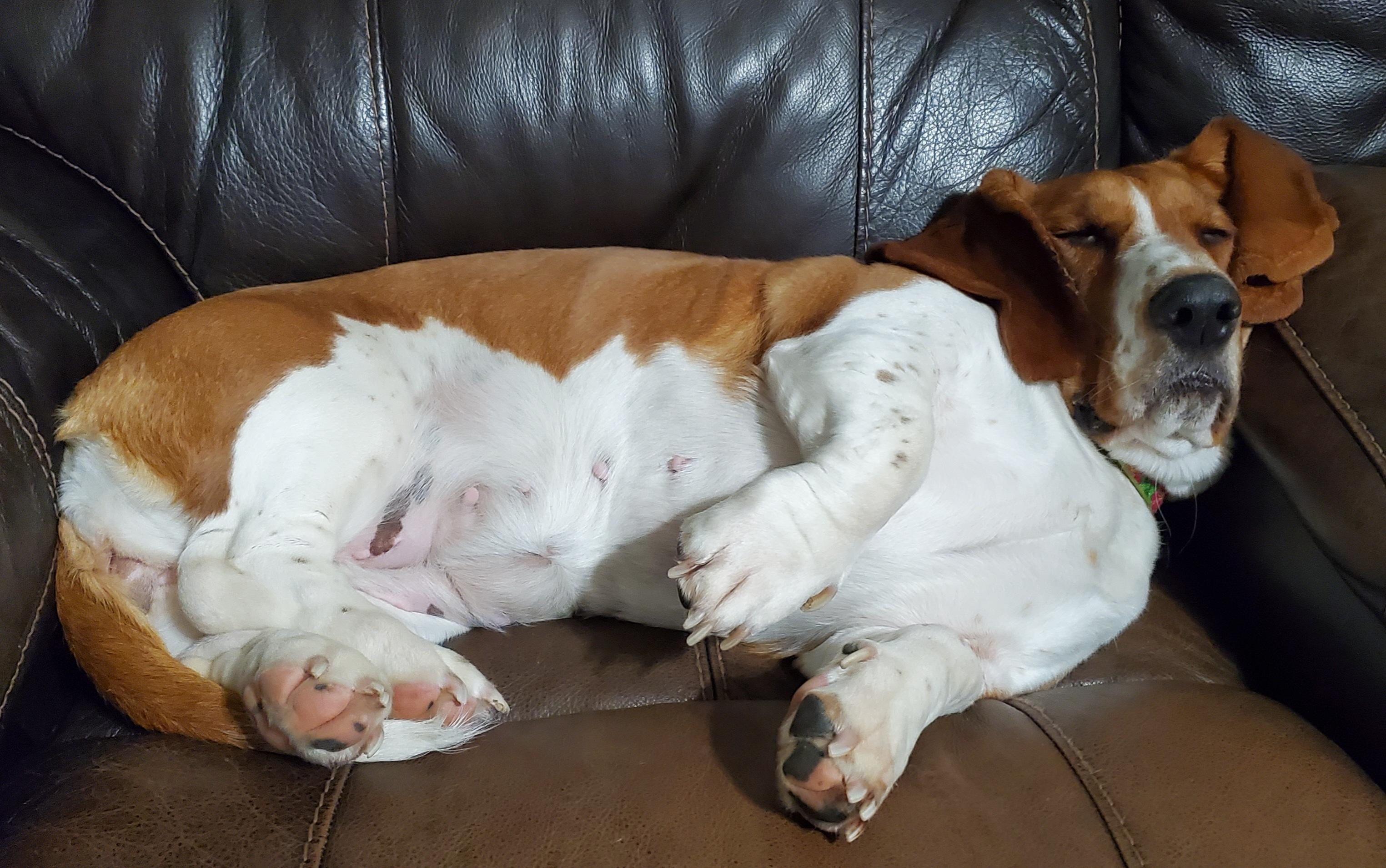 Flopper Bopper Basset Hounds in Washington | Basset Hound puppies ...