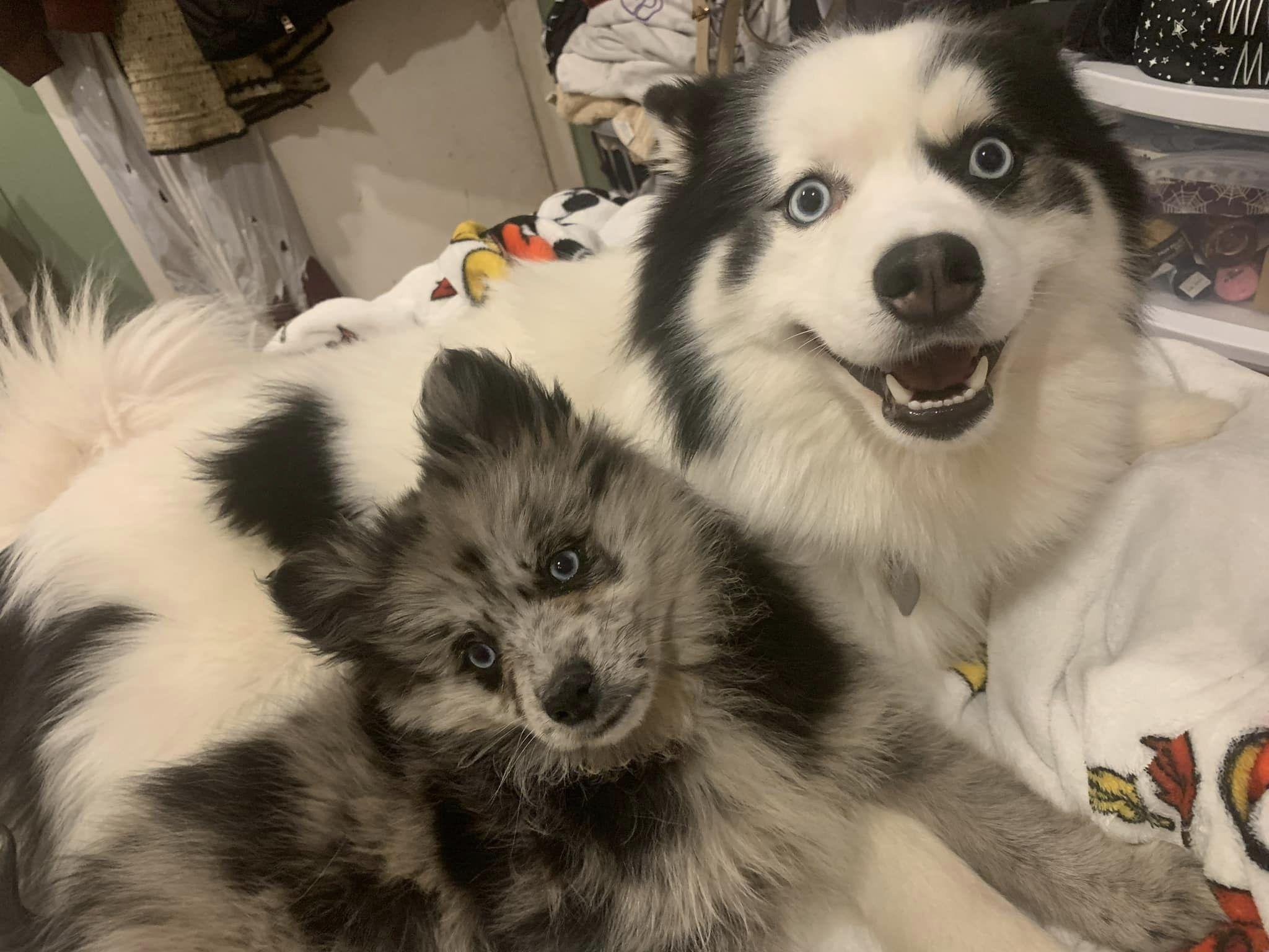 Precious House Of Pomskies in New Jersey | Pomsky puppies | Good Dog