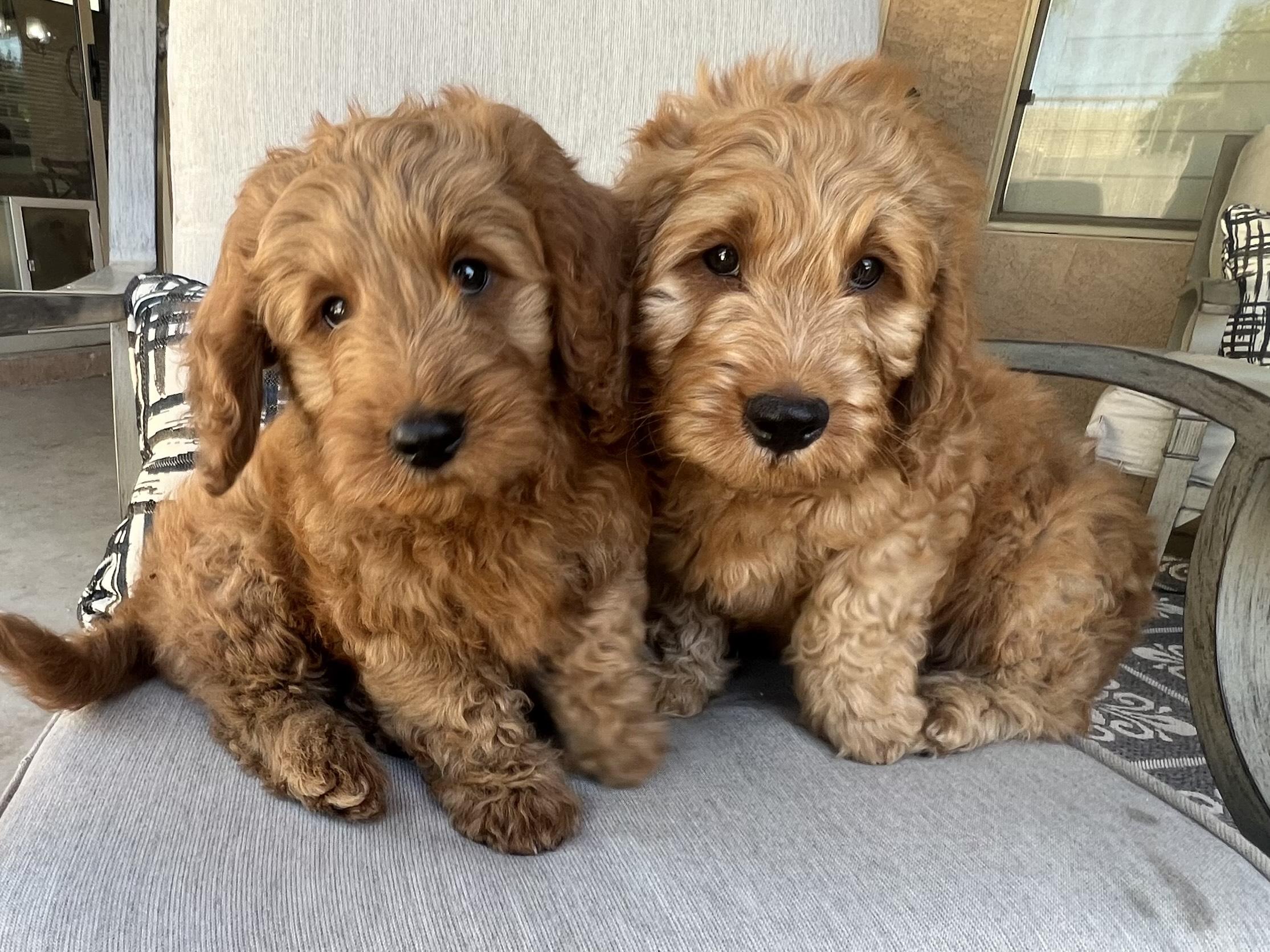 az_doodlesoflove in Arizona | Goldendoodle puppies | Good Dog