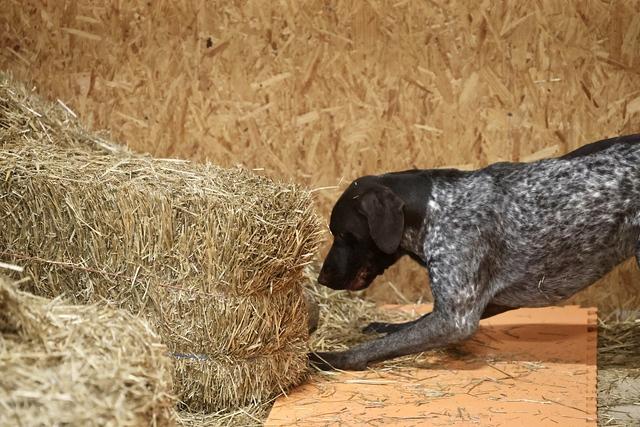 Royal Chaos GSP in Arkansas | German Shorthaired Pointer puppies | Good Dog