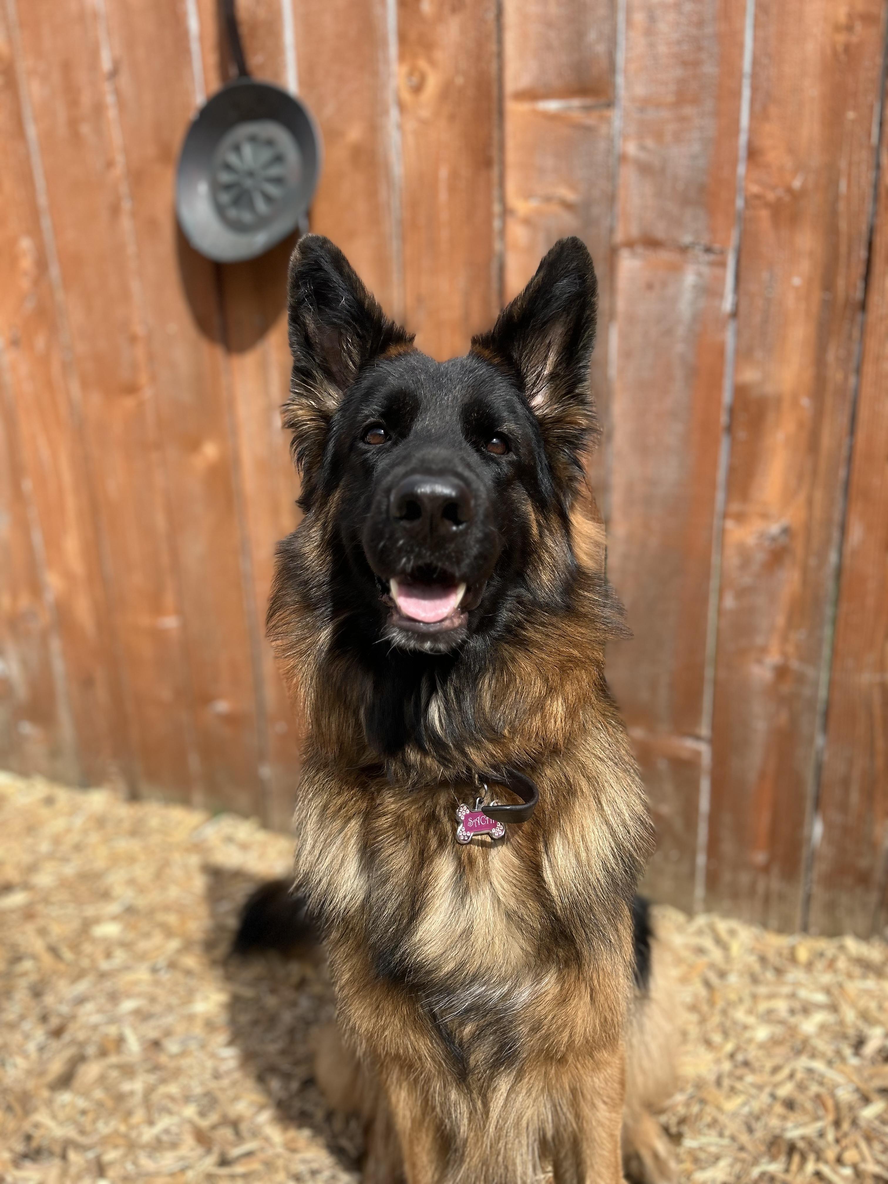 Fairhaven German Shepherds in Illinois | German Shepherd puppies | Good Dog