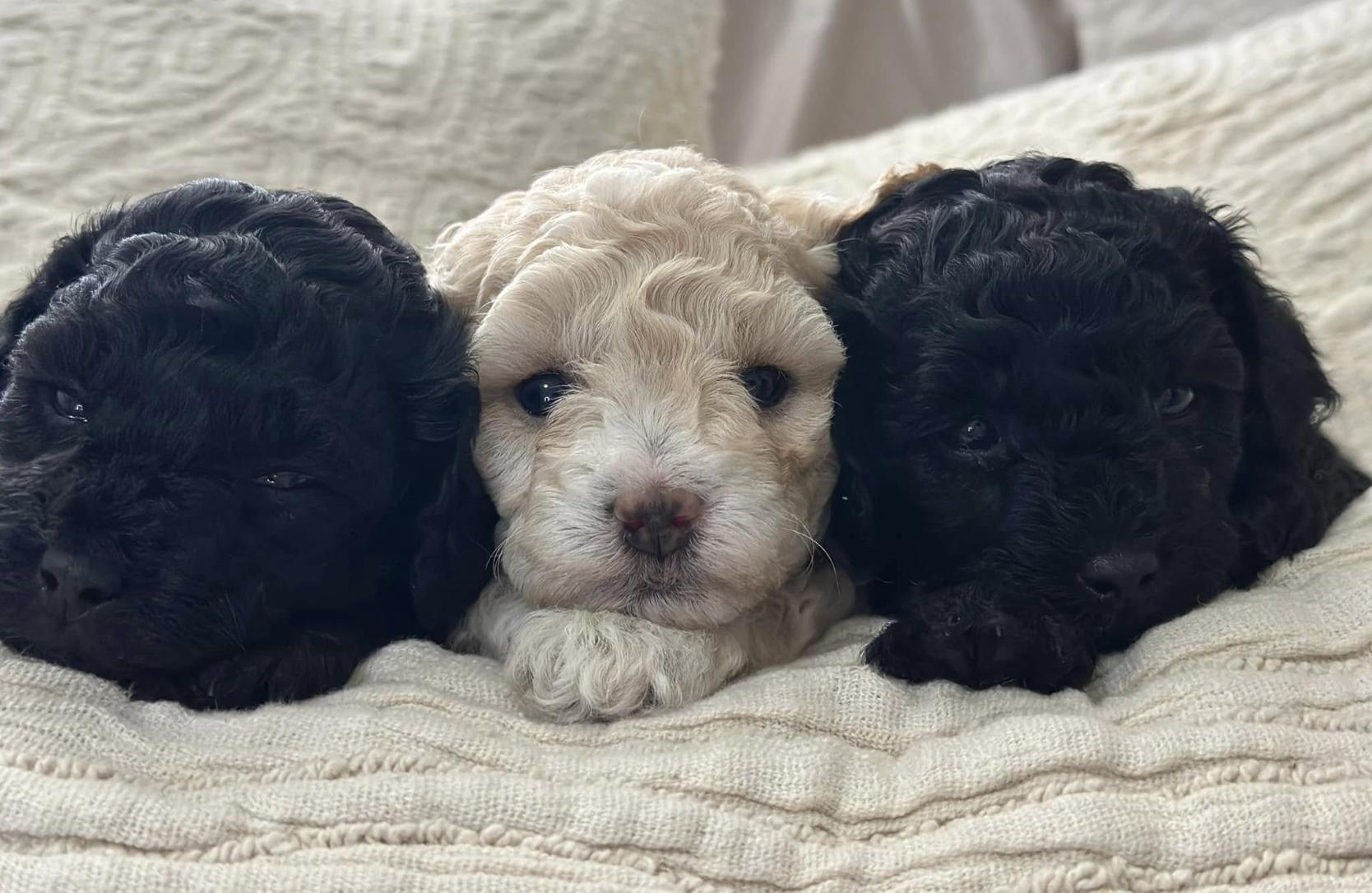 Star Catcher Pups in Florida | Poodle, Yorkipoo or Yorkshire Terrier ...
