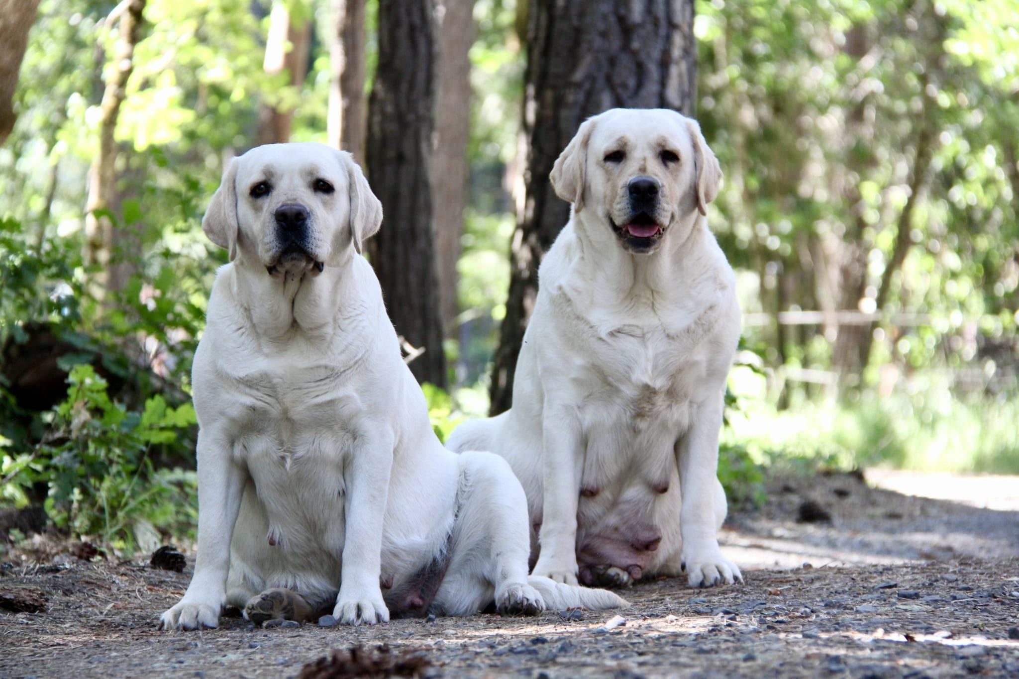 Serenity Labradors in Oregon | Labrador Retriever puppies | Good Dog