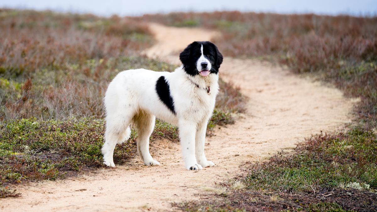 25 cute Purebred Landseer (European Continental Type) puppies for sale ...