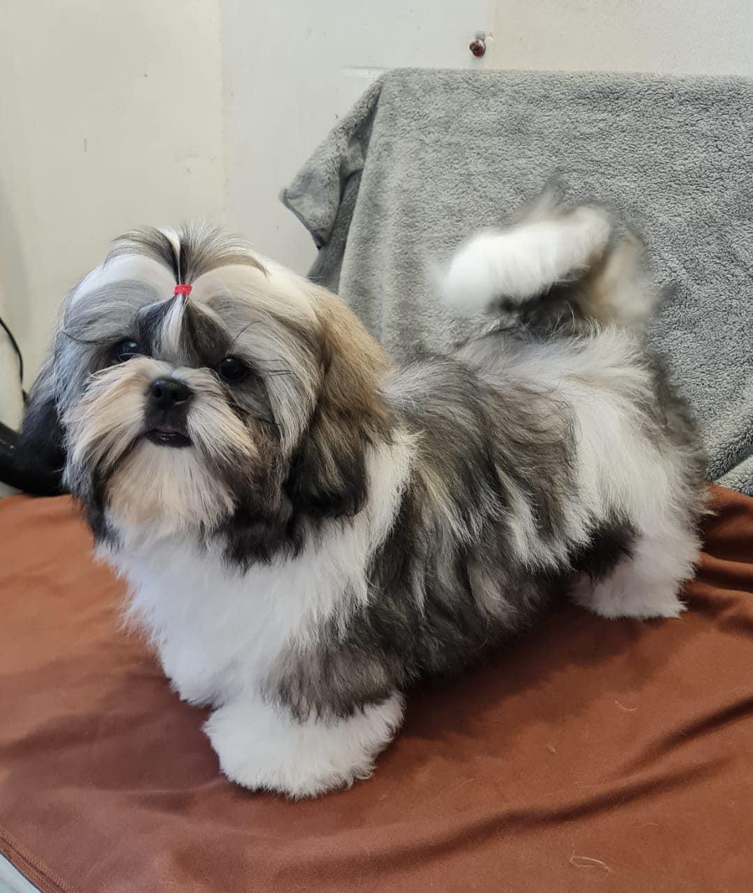 Precious Tzu Crew in Texas | Shih Tzu puppies | Good Dog