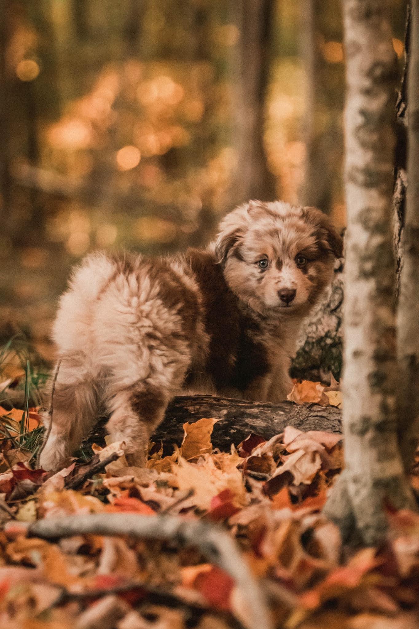 Whispering Miniature Aussies in Indiana | Miniature Australian Shepherd ...