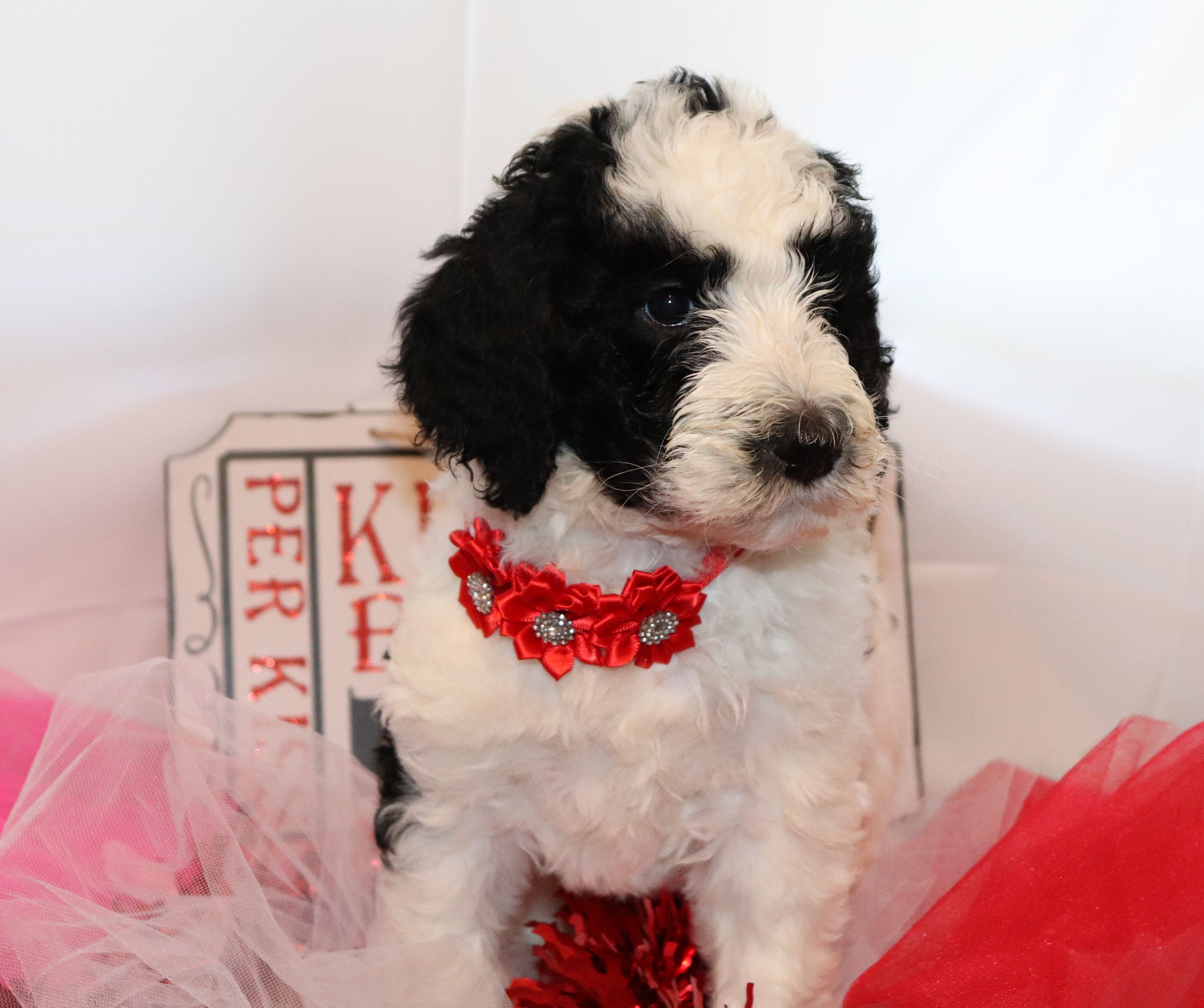 Heaven Sent Doodles of MA in Massachusetts | Bernedoodle puppies | Good Dog