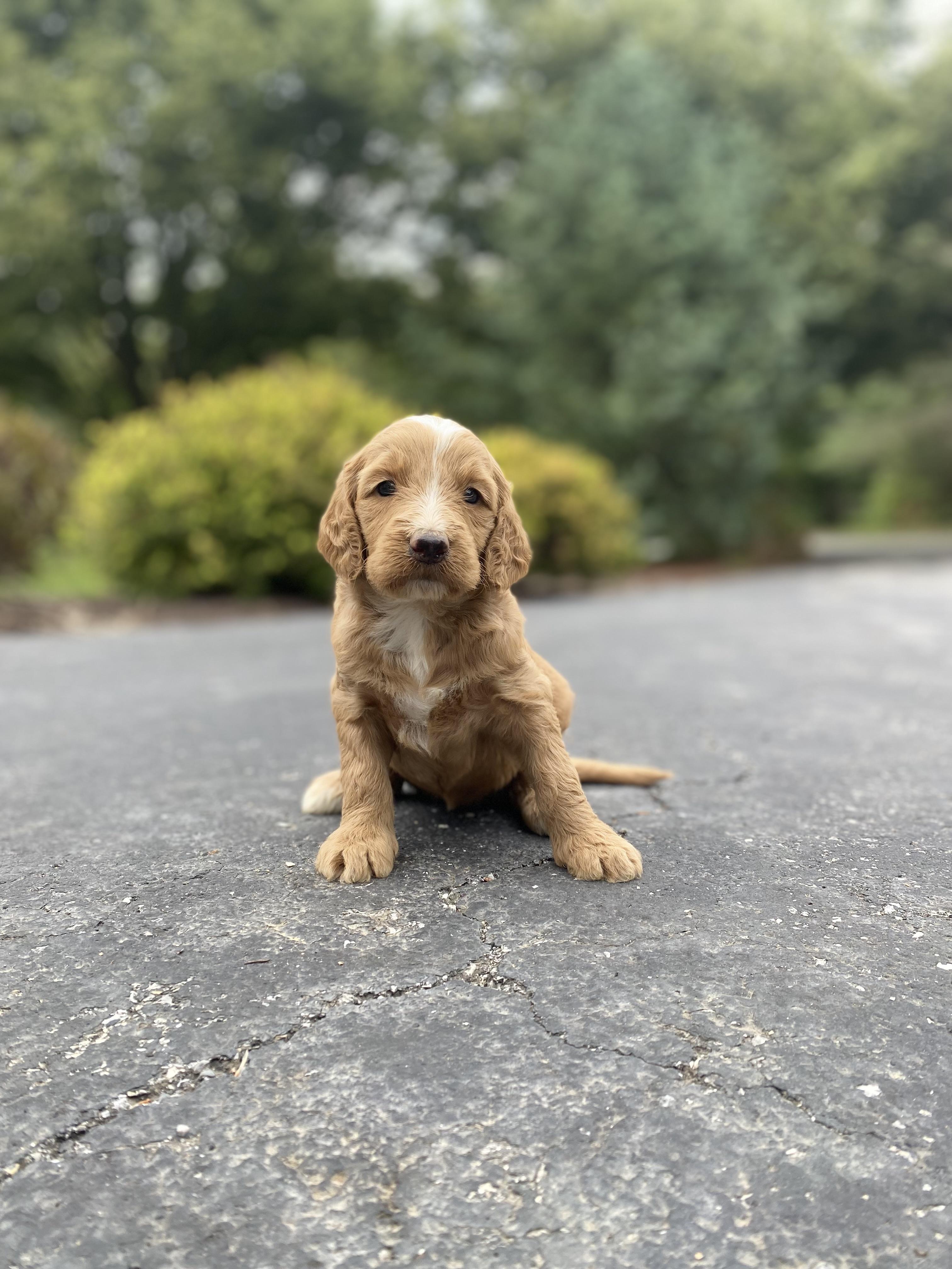 Diller Doodle Pups in Pennsylvania | Goldendoodle puppies | Good Dog