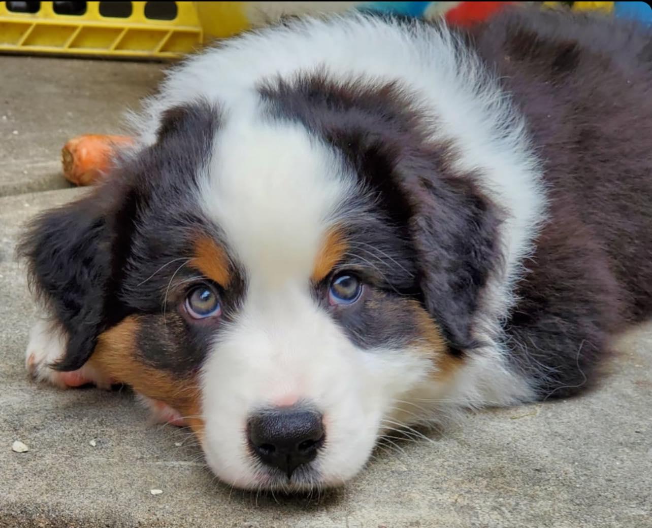 Western Heritage Australian Shepherds in California | Australian ...