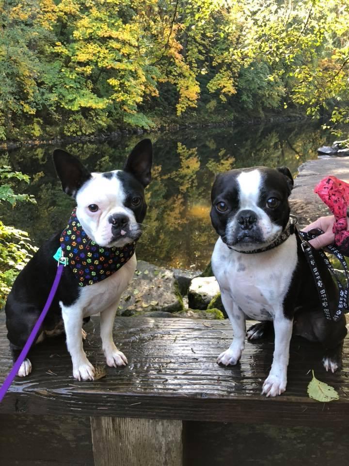BFF Bostons in Washington | Boston Terrier puppies | Good Dog