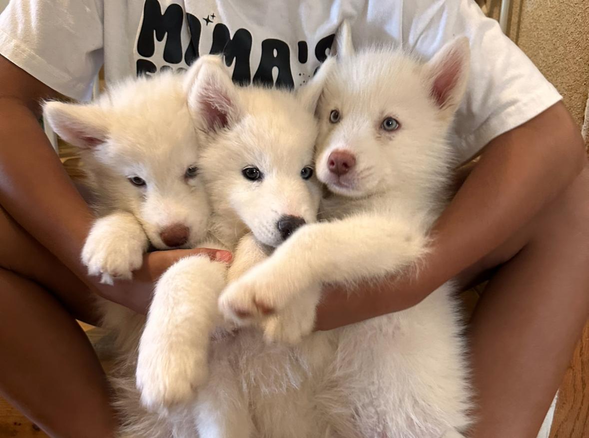 MKE Siberian Husky Community in Wisconsin | Siberian Husky puppies ...