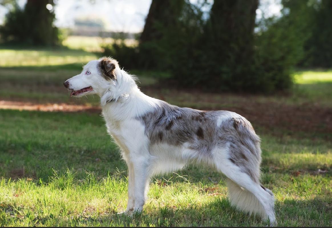 Flying M Cactus Ranch Buddies in California | Border Collie, Miniature ...