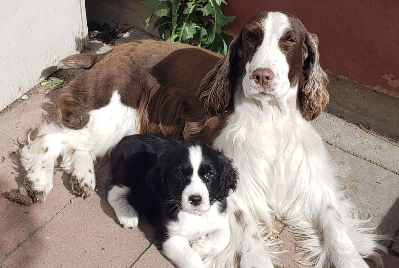 Little Flower Springer Spaniels in Montana | English Springer Spaniel ...
