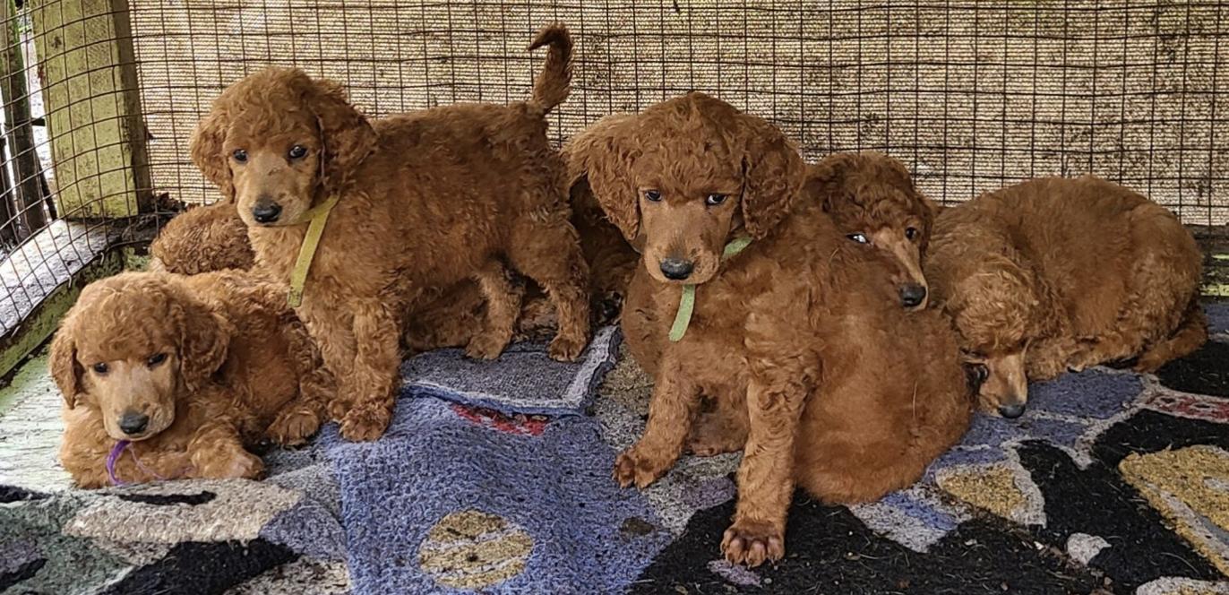 Kona Standard Poodles in Hawaii | Poodle puppies | Good Dog