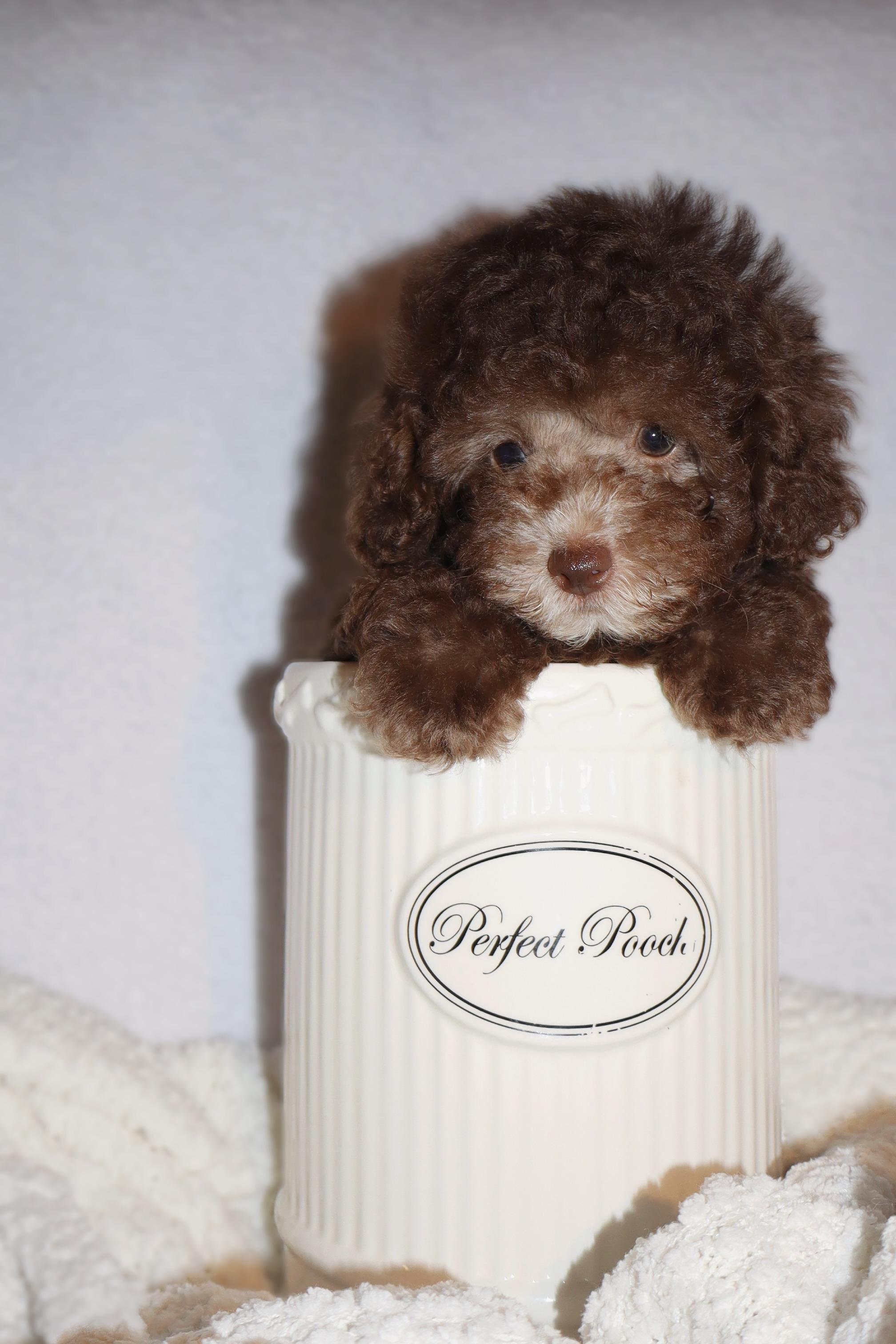 Pawsh Petites in North Carolina | Poodle and Yorkshire Terrier puppies ...