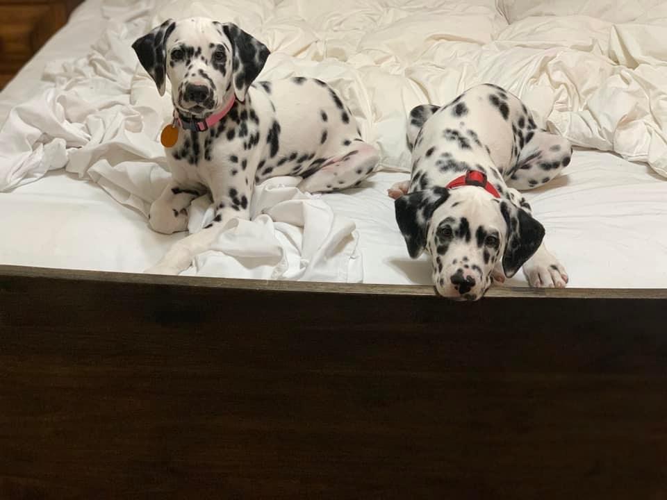 Solomon’s Dalmatians of South Georgia in Georgia | Dalmatian puppies ...